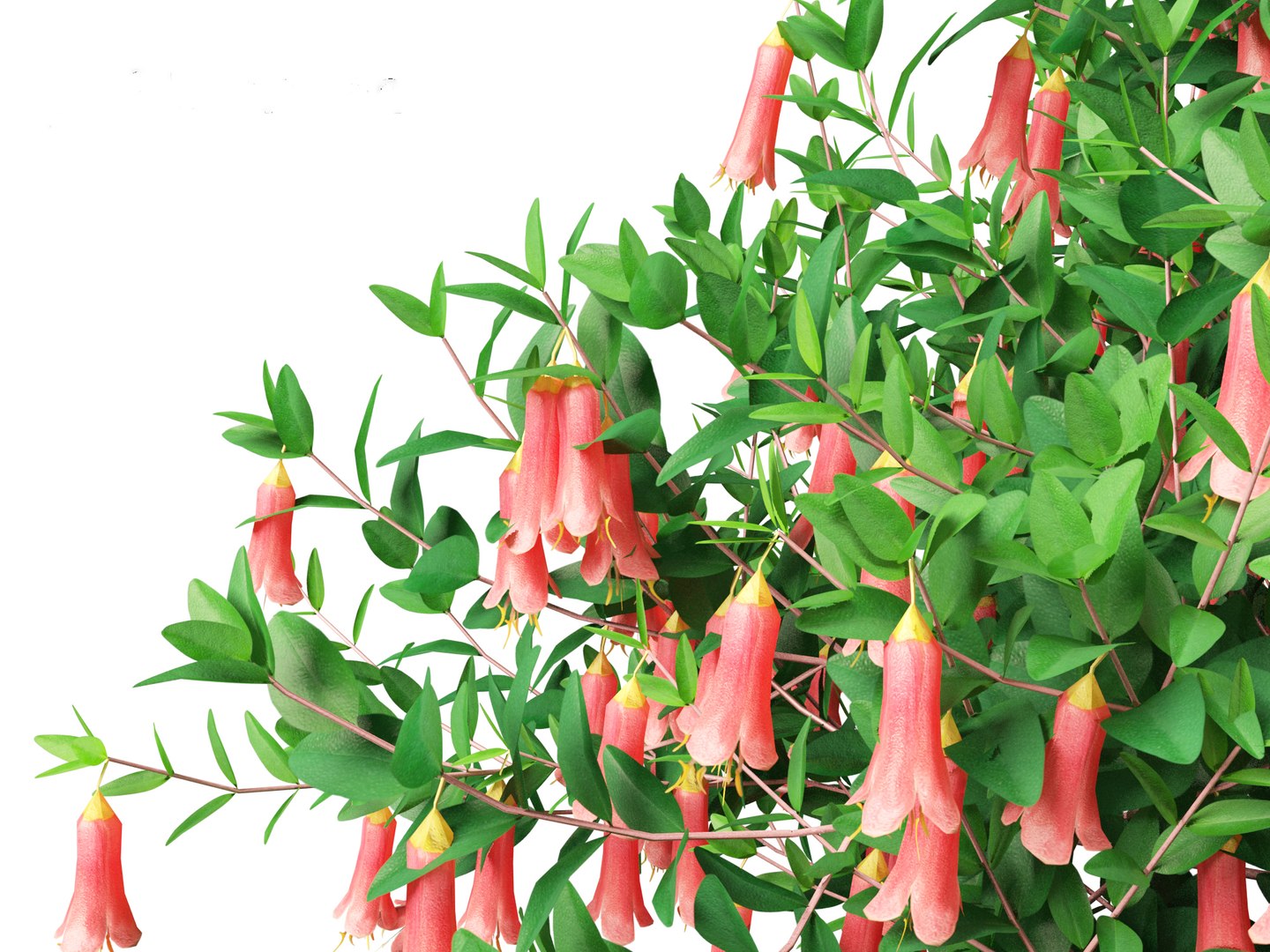 3D Correa dusky bells - Native Fuchsia - TurboSquid 2180588