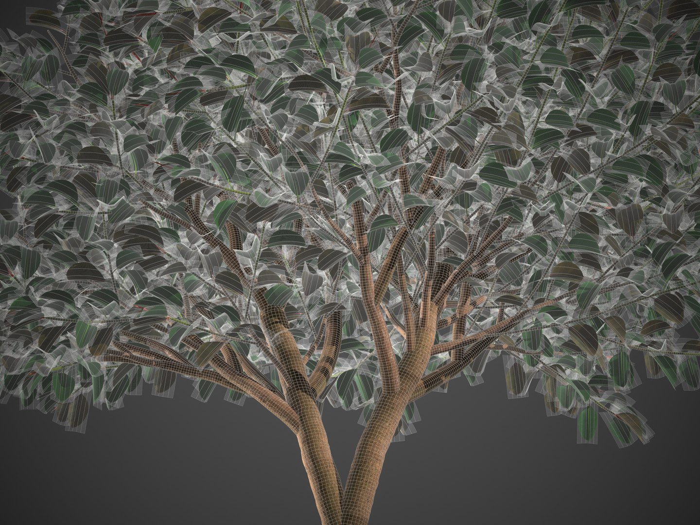 2021 PBR Rubber Tree Collection - Ficus Elastica 3D Model - TurboSquid ...
