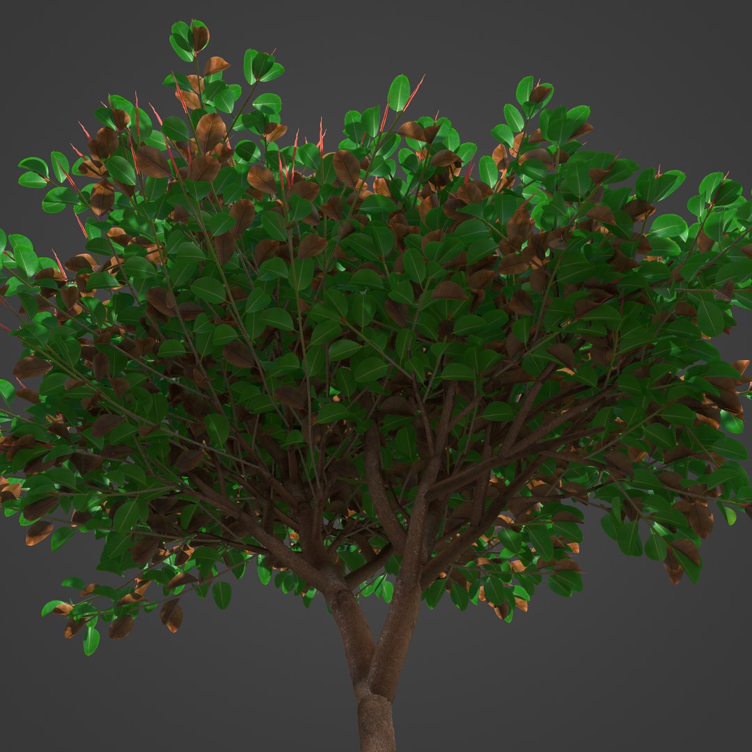 2021 PBR Rubber Tree Collection - Ficus Elastica 3D Model - TurboSquid ...