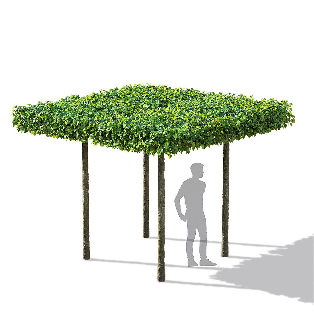 3D Model Fagus Sylvatica Topiary - TurboSquid 2091509