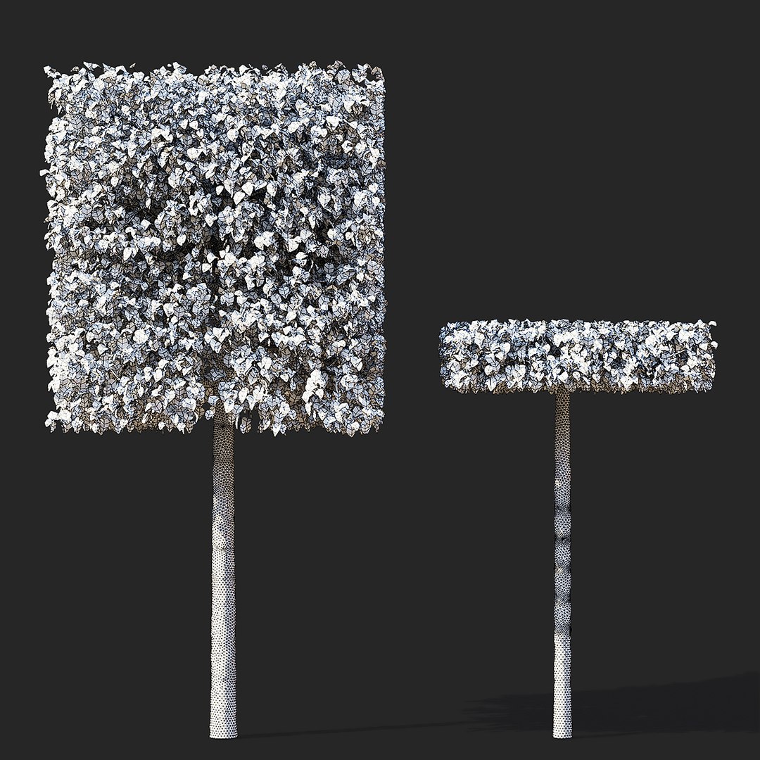 3D Model Fagus Sylvatica Topiary - TurboSquid 2091509