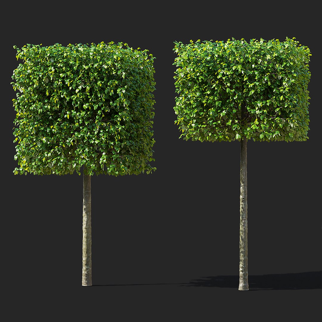 3D Model Fagus Sylvatica Topiary - TurboSquid 2091509