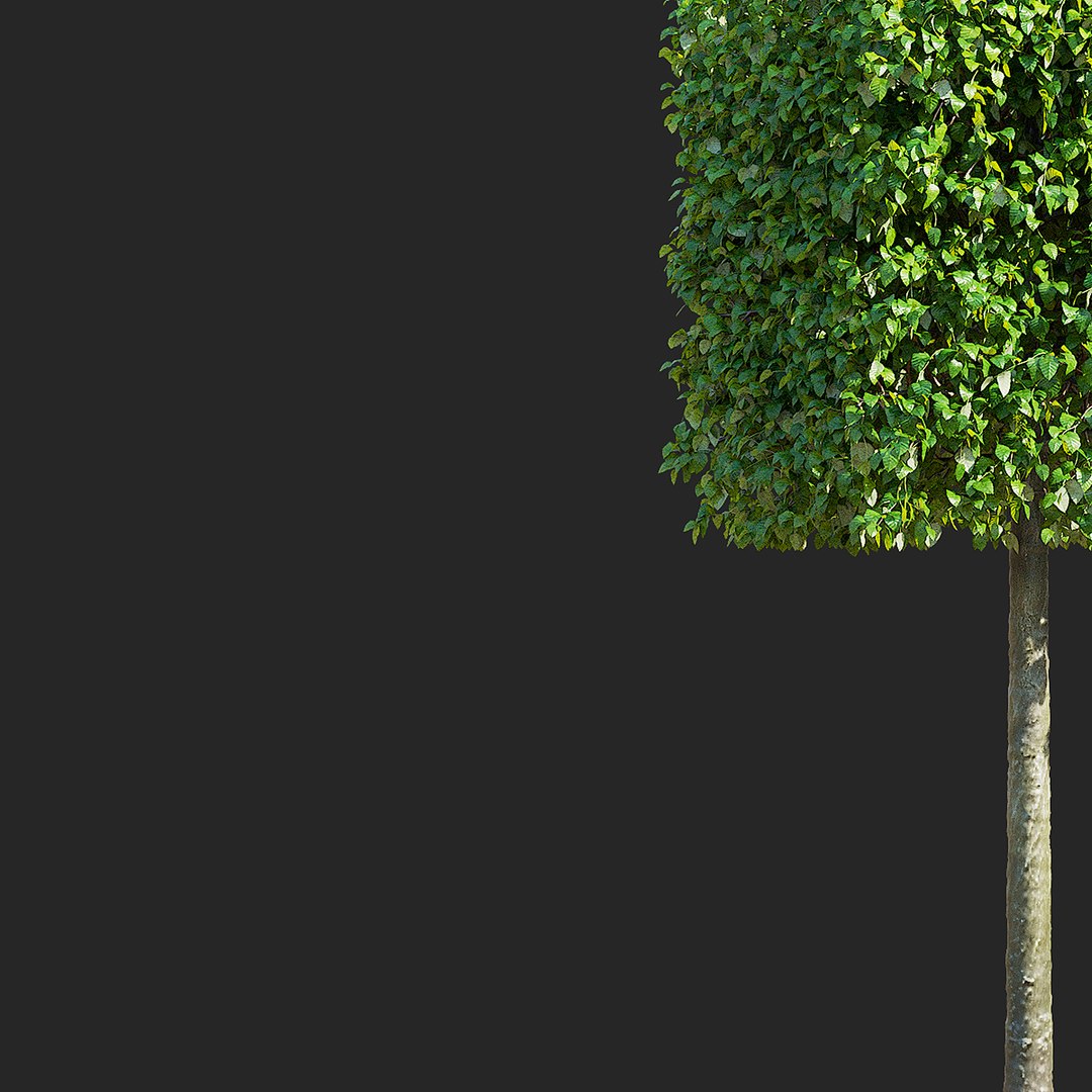 3D Model Fagus Sylvatica Topiary - TurboSquid 2091509