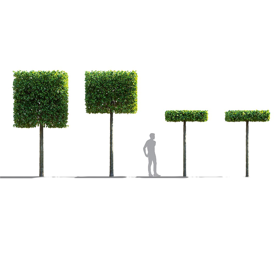 3D Model Fagus Sylvatica Topiary - TurboSquid 2091509
