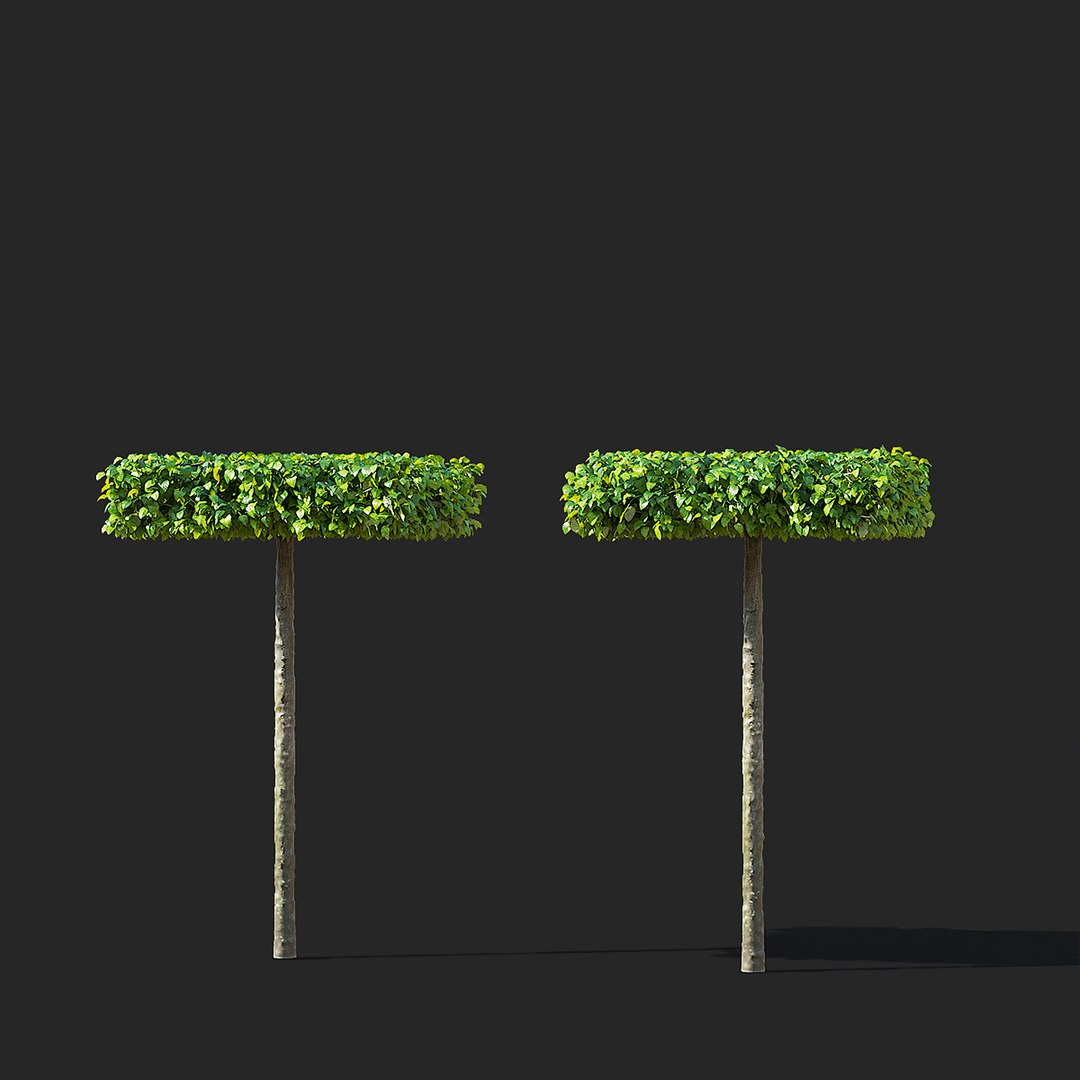 3D Model Fagus Sylvatica Topiary - TurboSquid 2091509