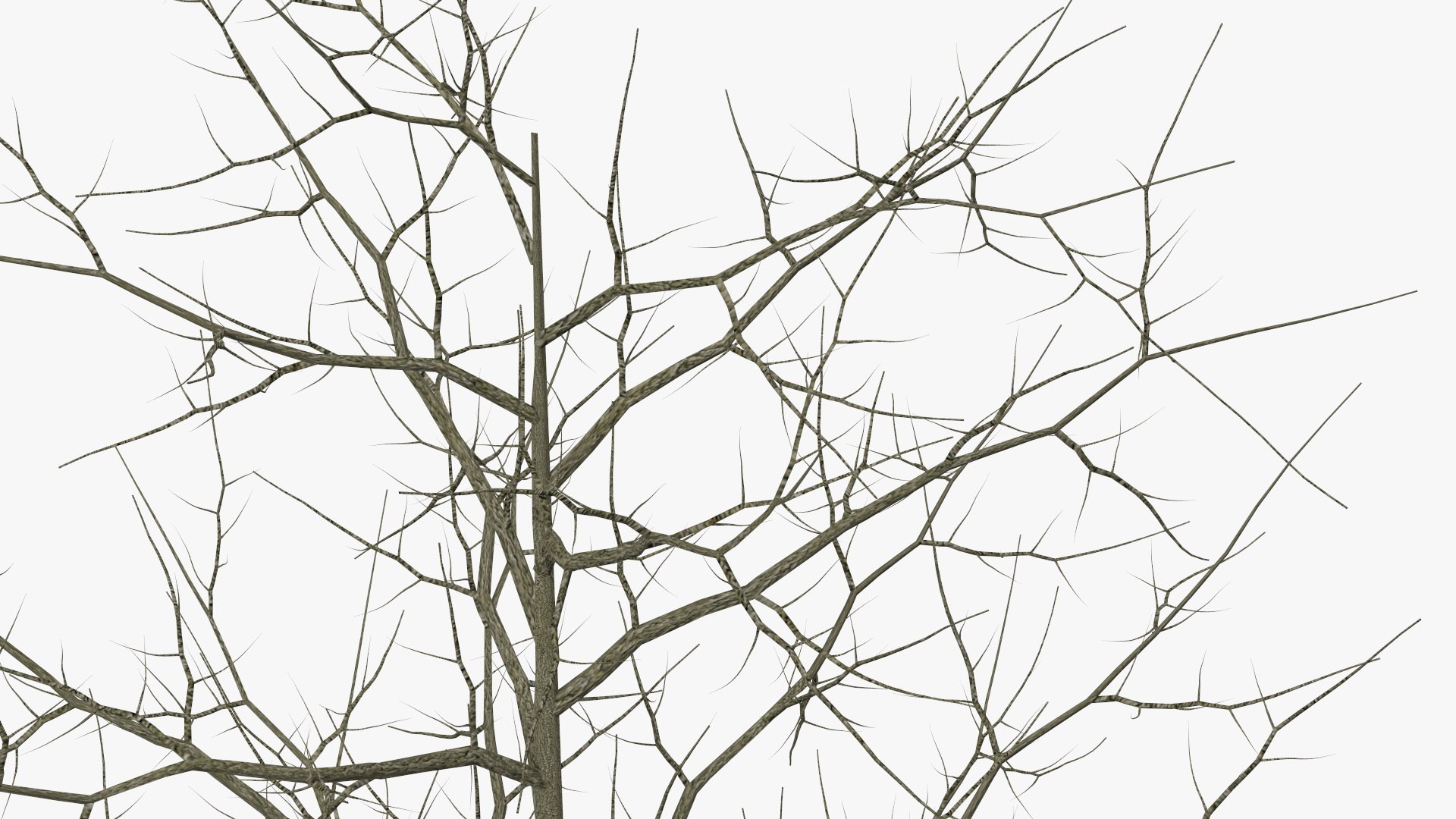 3D Model Winter Bare Oak Tree - TurboSquid 2243146
