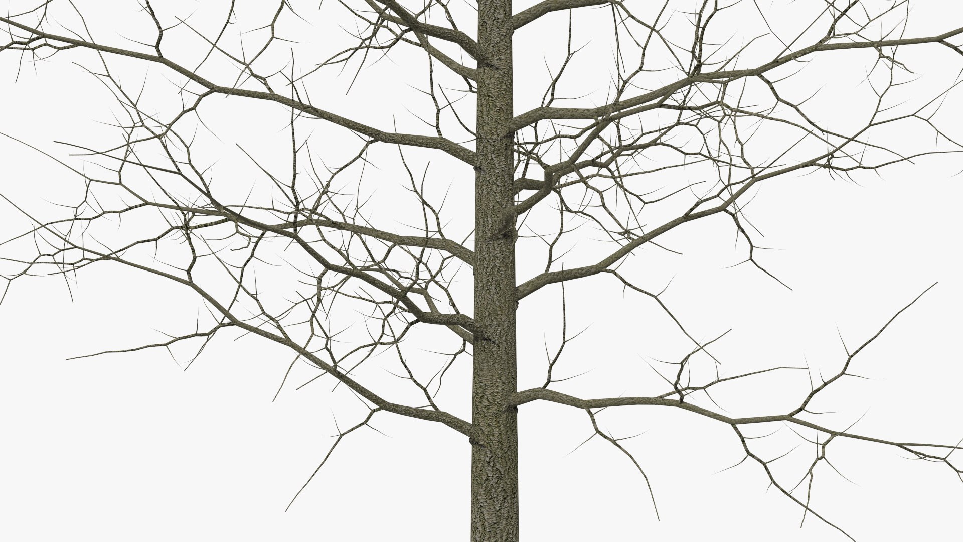 3D Model Winter Bare Oak Tree - TurboSquid 2243146