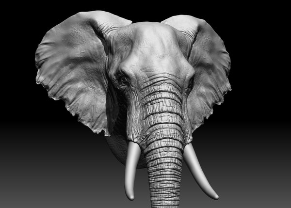 3D model elephant head - TurboSquid 1285471