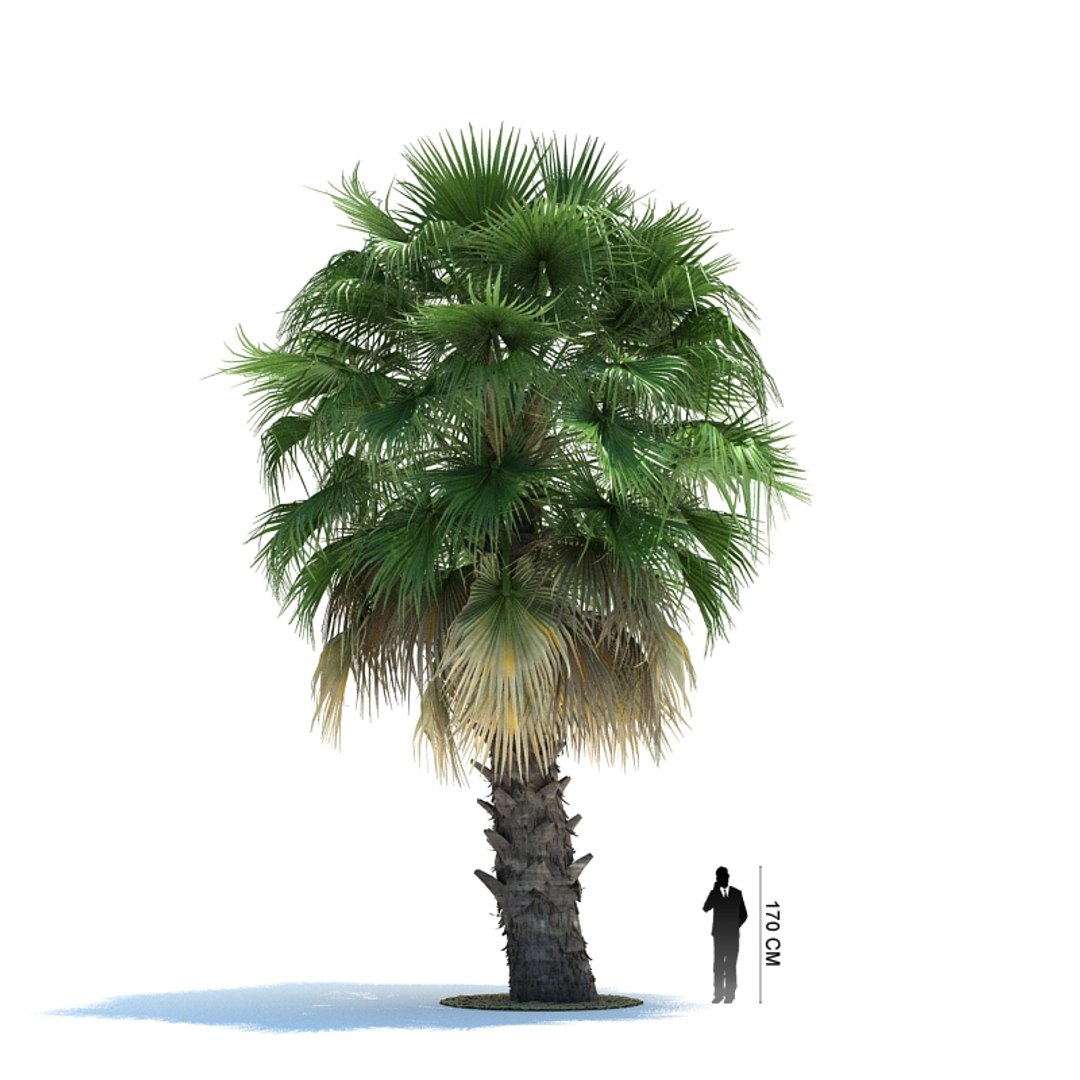 3ds Max Exotic Tree Washingtonia Filifera