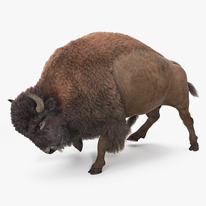 3D Buffalo Models | TurboSquid