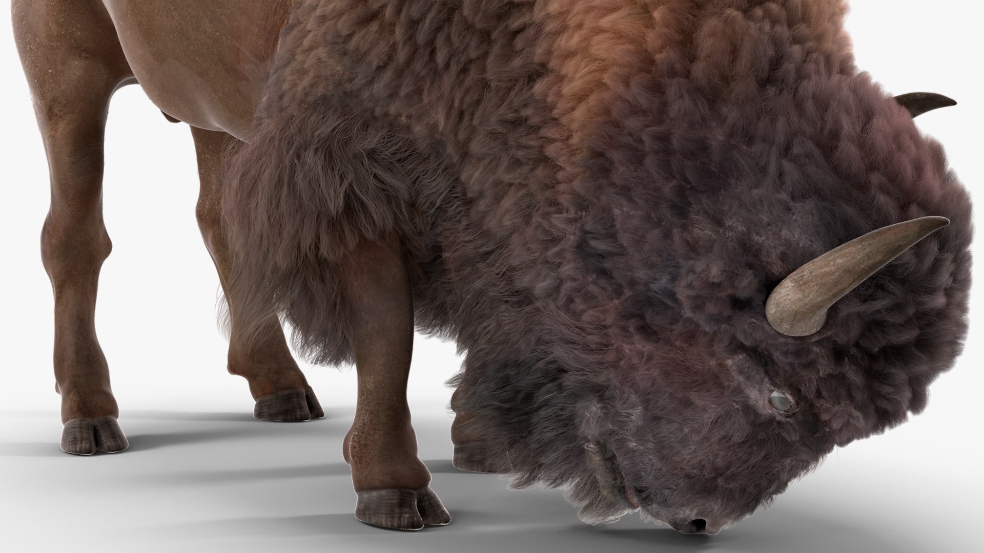 American Bison with Fur Rigged 3D model - TurboSquid 2133382