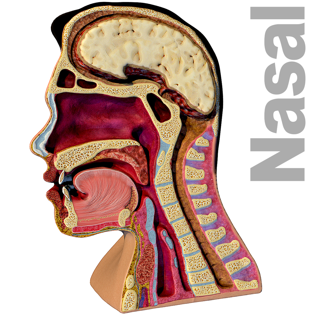 Cabeça de dissecção da faringe nasal Modelo 3D - TurboSquid 1814101