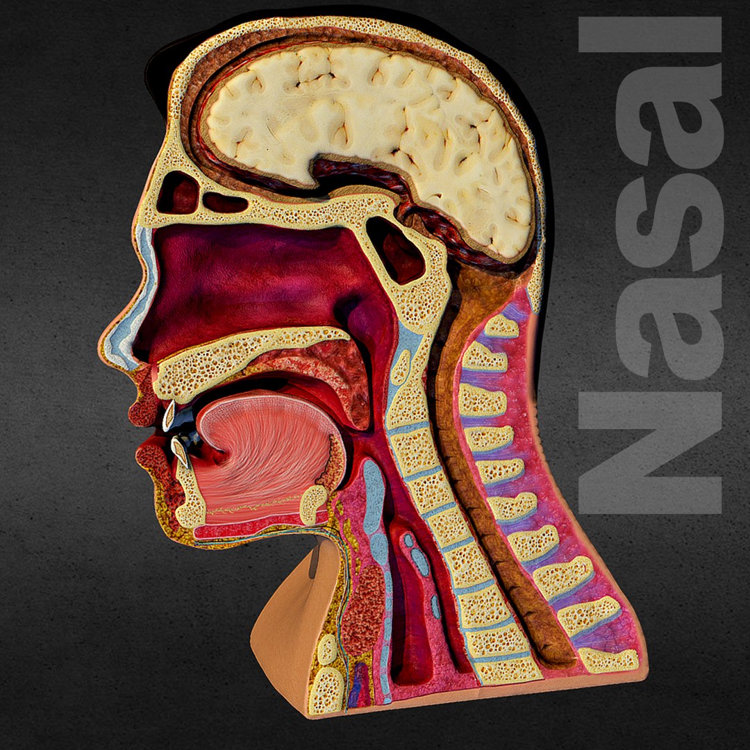 3D Nasal Pharynx Dissection Head - TurboSquid 1814101