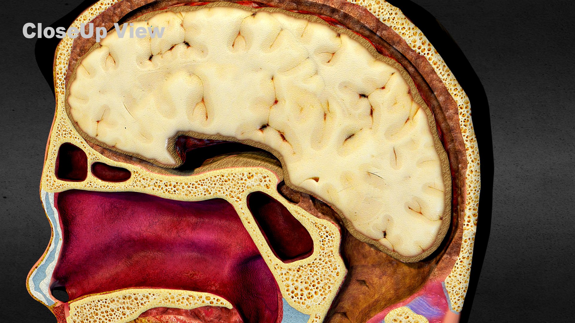 3D Nasal Pharynx Dissection Head - TurboSquid 1814101