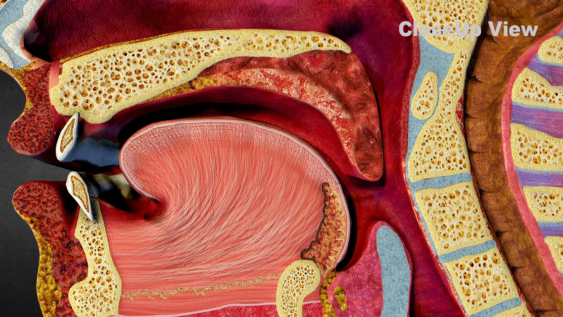 3D Nasal Pharynx Dissection Head - TurboSquid 1814101