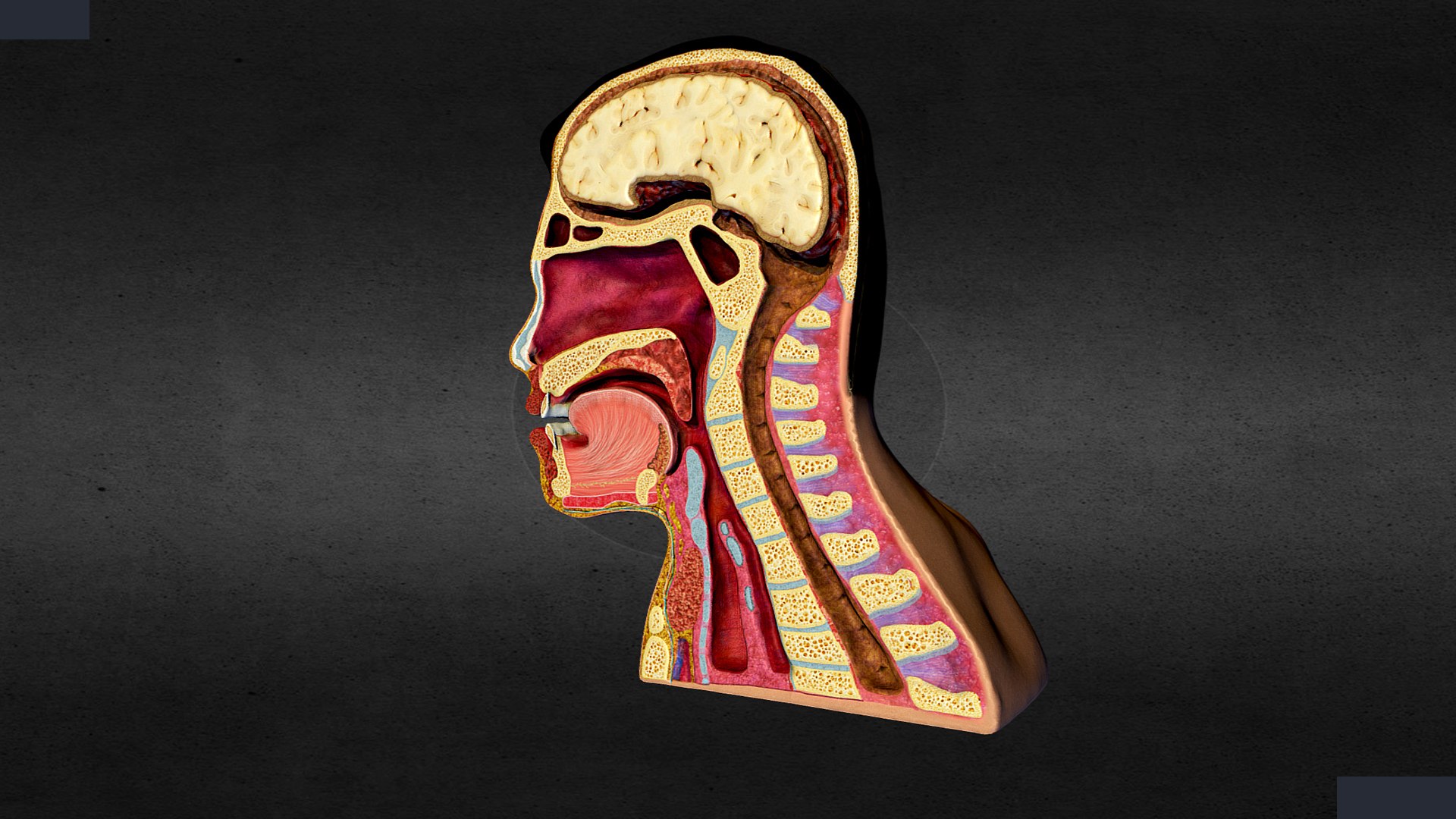 3D Nasal Pharynx Dissection Head - TurboSquid 1814101