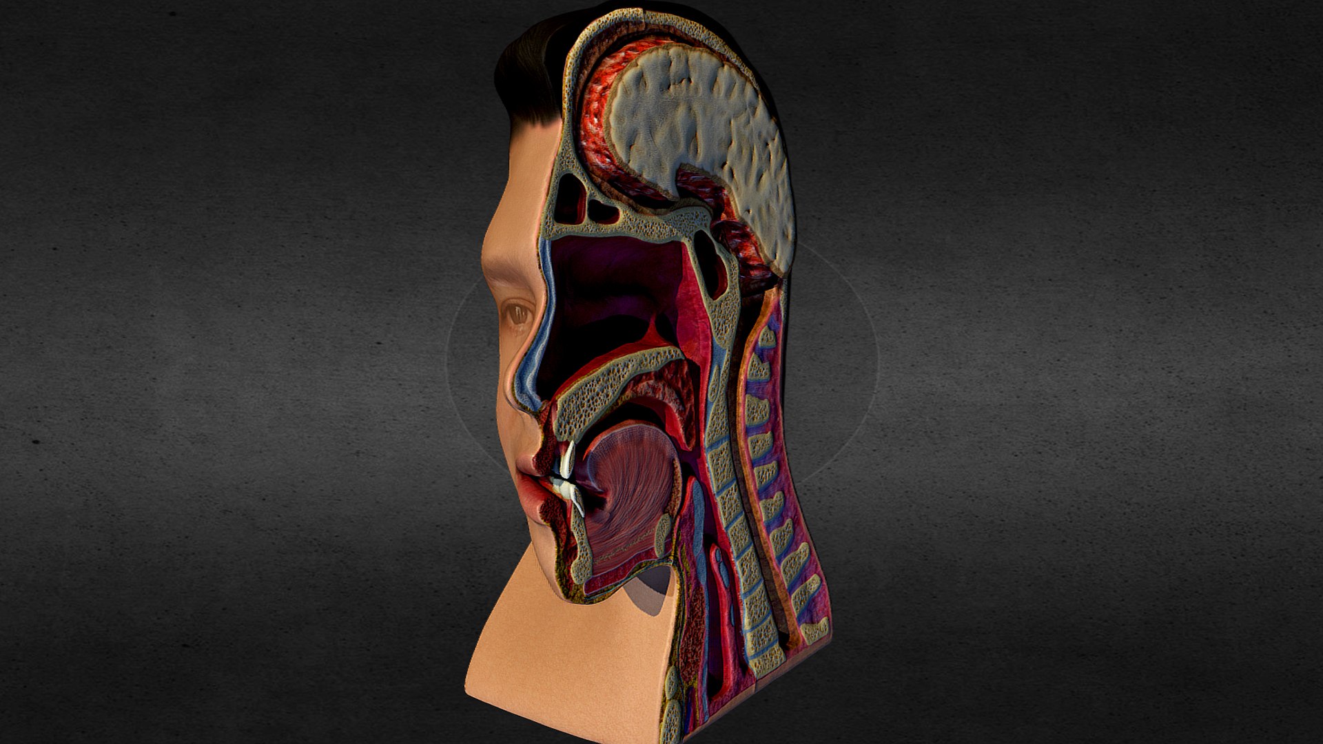 3D Nasal Pharynx Dissection Head - TurboSquid 1814101