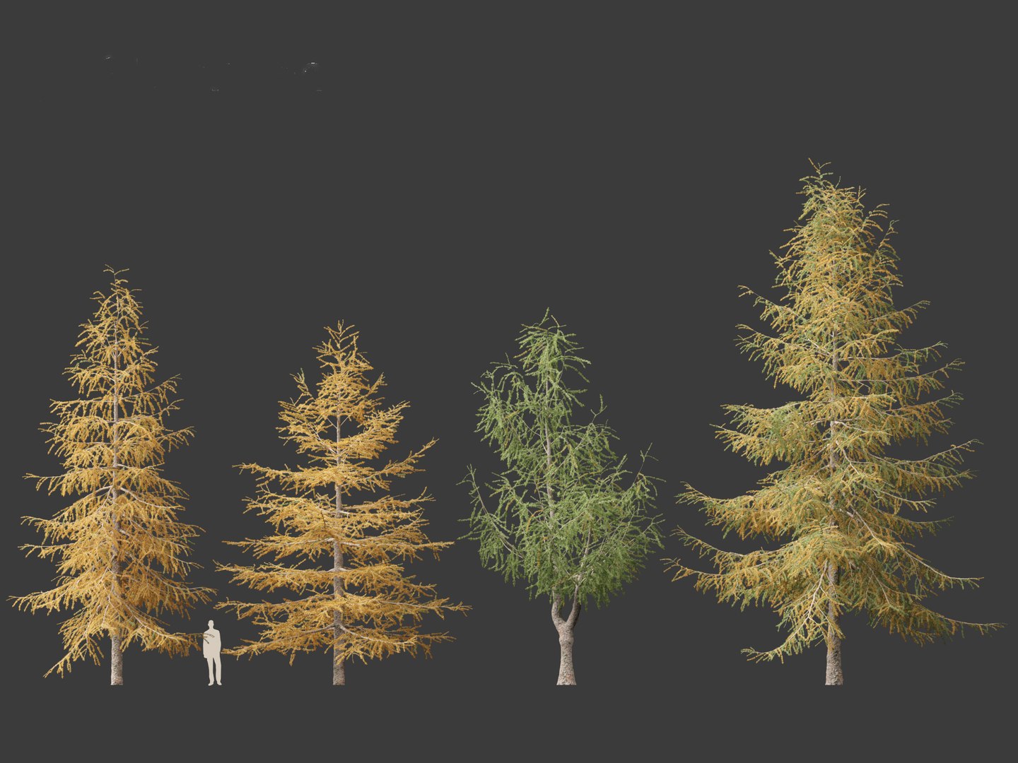 3D Larix Kaempferi - Japanese Larch - TurboSquid 2131247