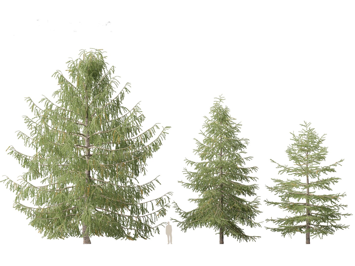 3D Larix Kaempferi - Japanese Larch - TurboSquid 2131247