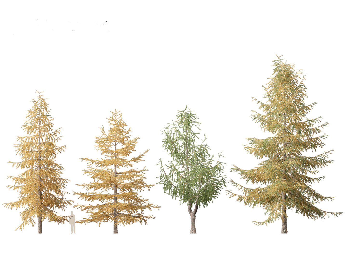 3D Larix Kaempferi - Japanese Larch - TurboSquid 2131247