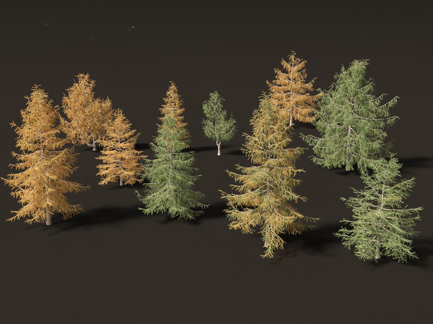 3D Larix Kaempferi - Japanese Larch - TurboSquid 2131247