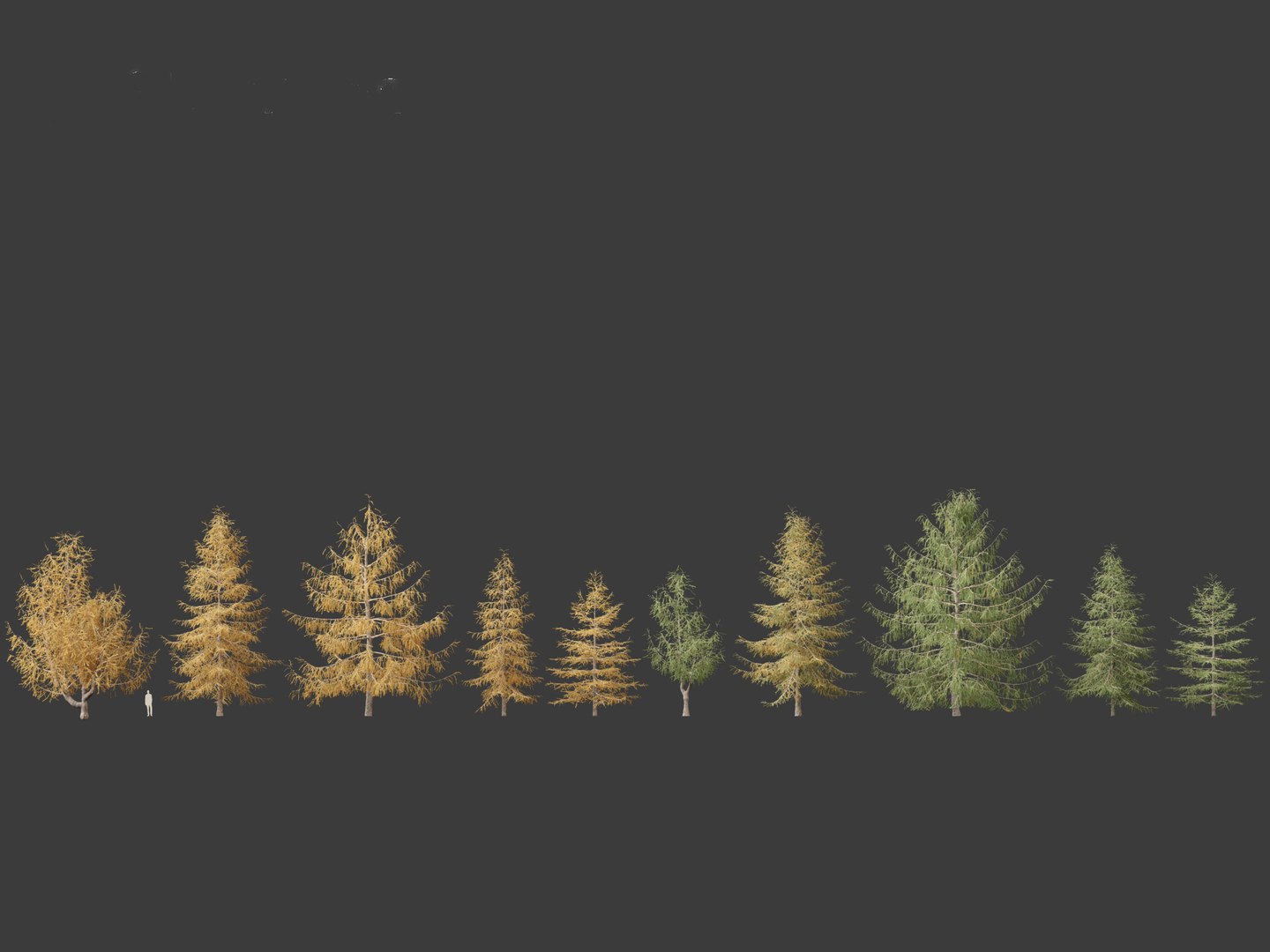 3D Larix Kaempferi - Japanese Larch - TurboSquid 2131247
