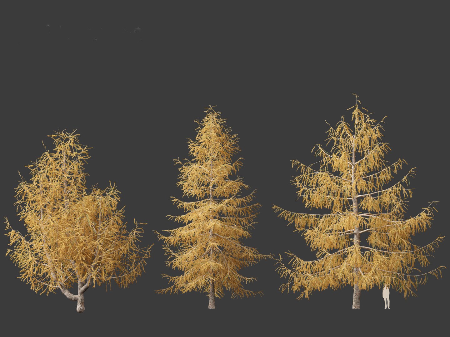 3D Larix Kaempferi - Japanese Larch - TurboSquid 2131247
