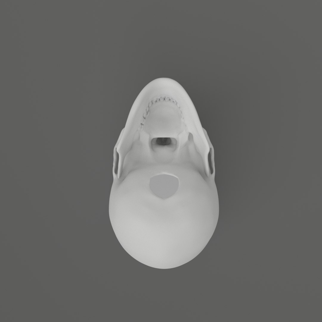 3d Model Skull Blender
