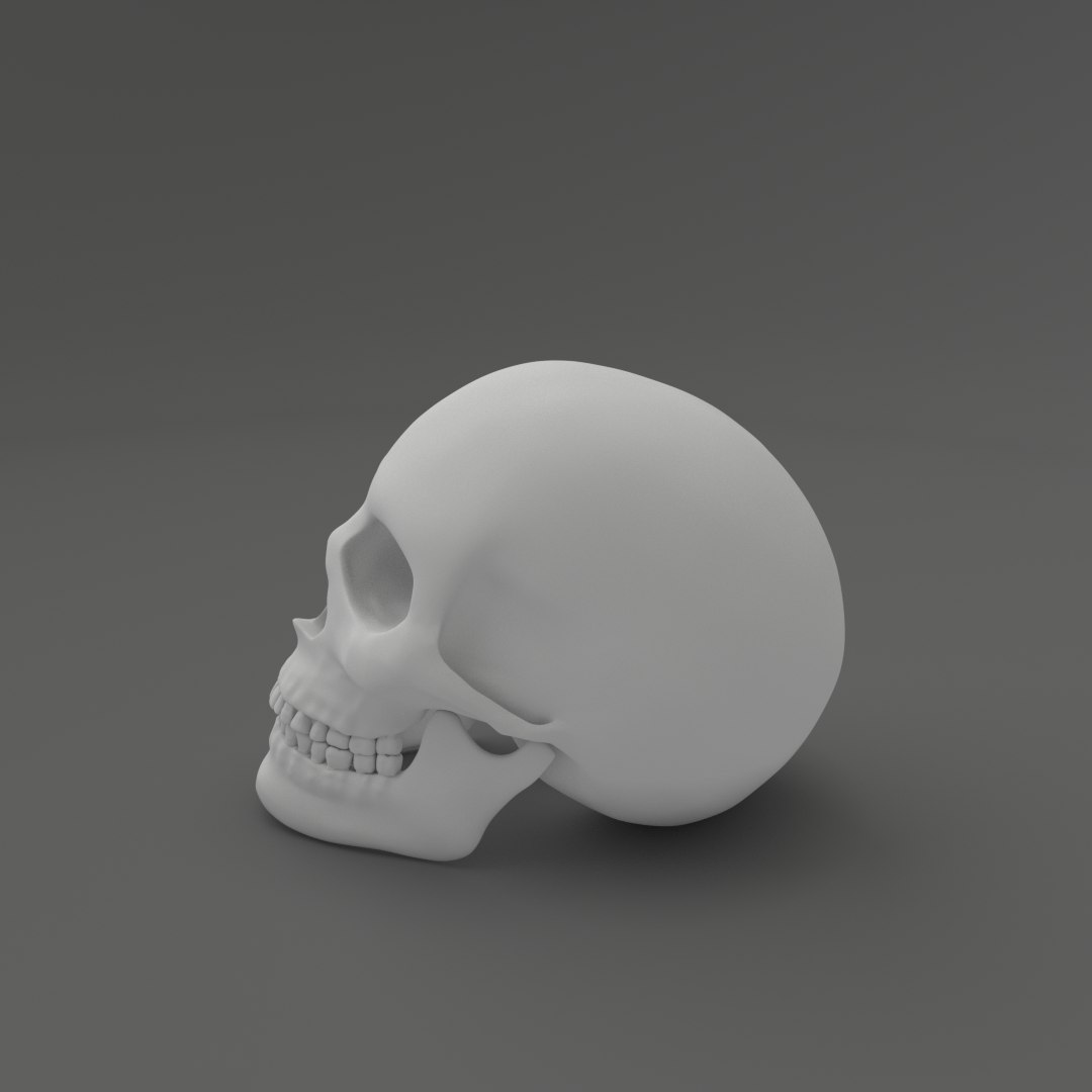 3d Model Skull Blender