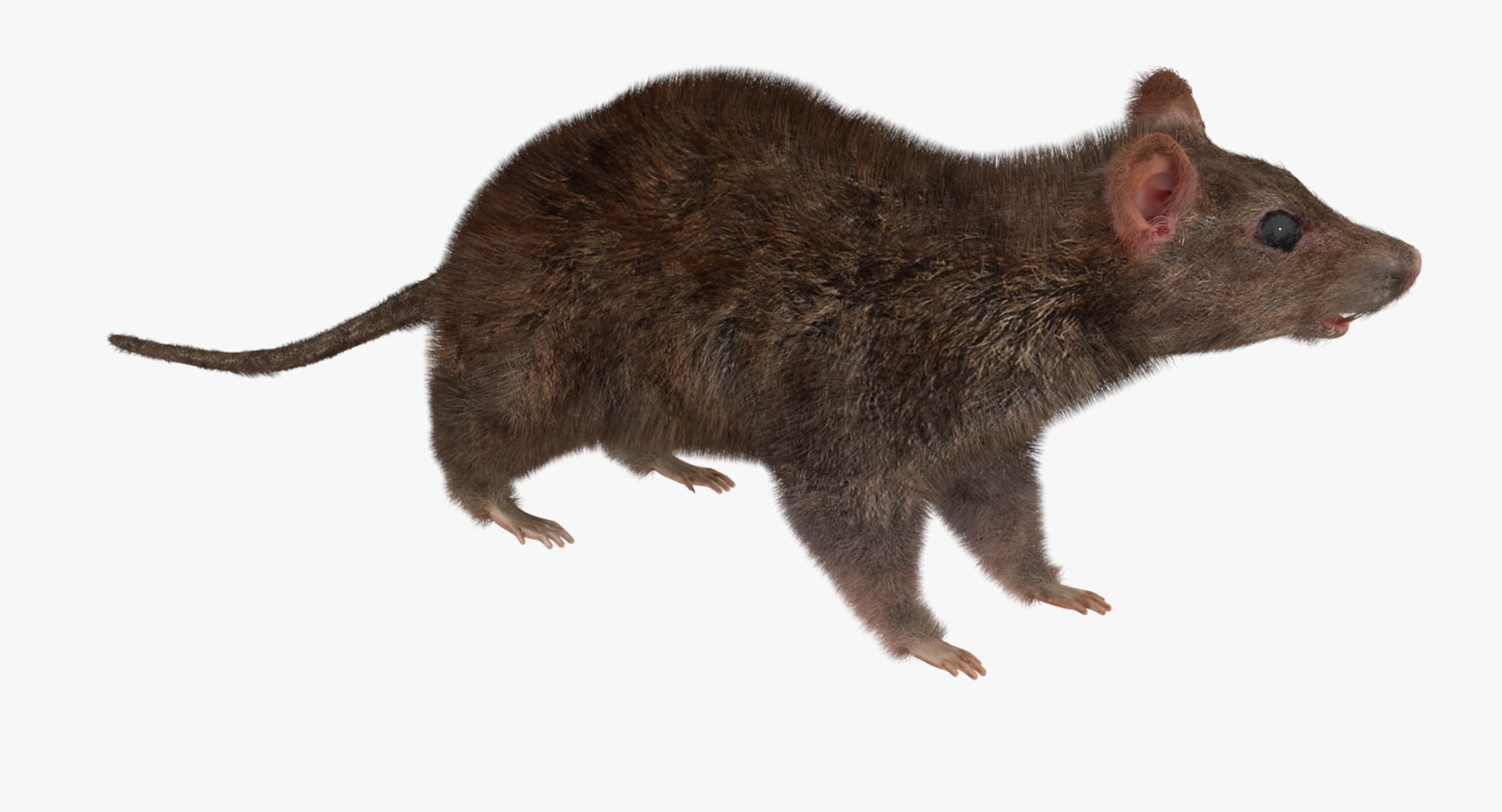 3D Real Rat Rigged Realistic - TurboSquid 1384736