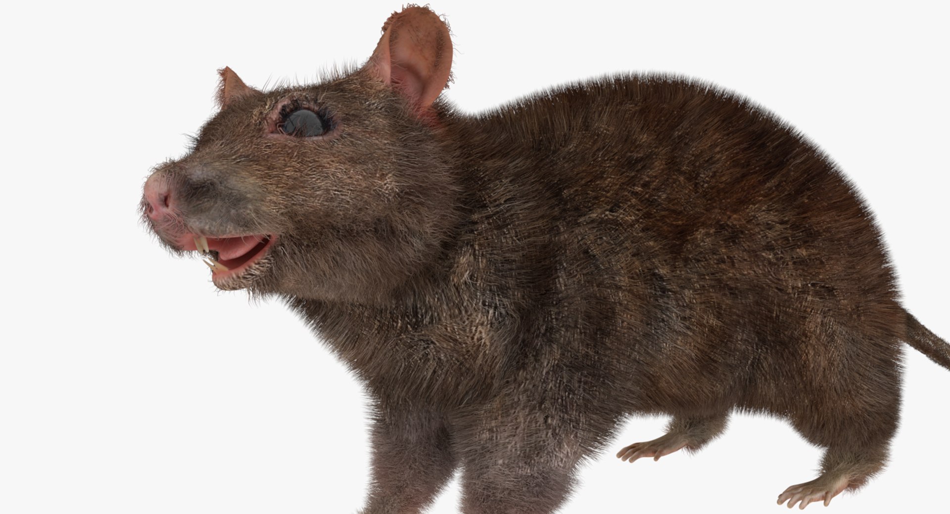 3D Real Rat Rigged Realistic - TurboSquid 1384736