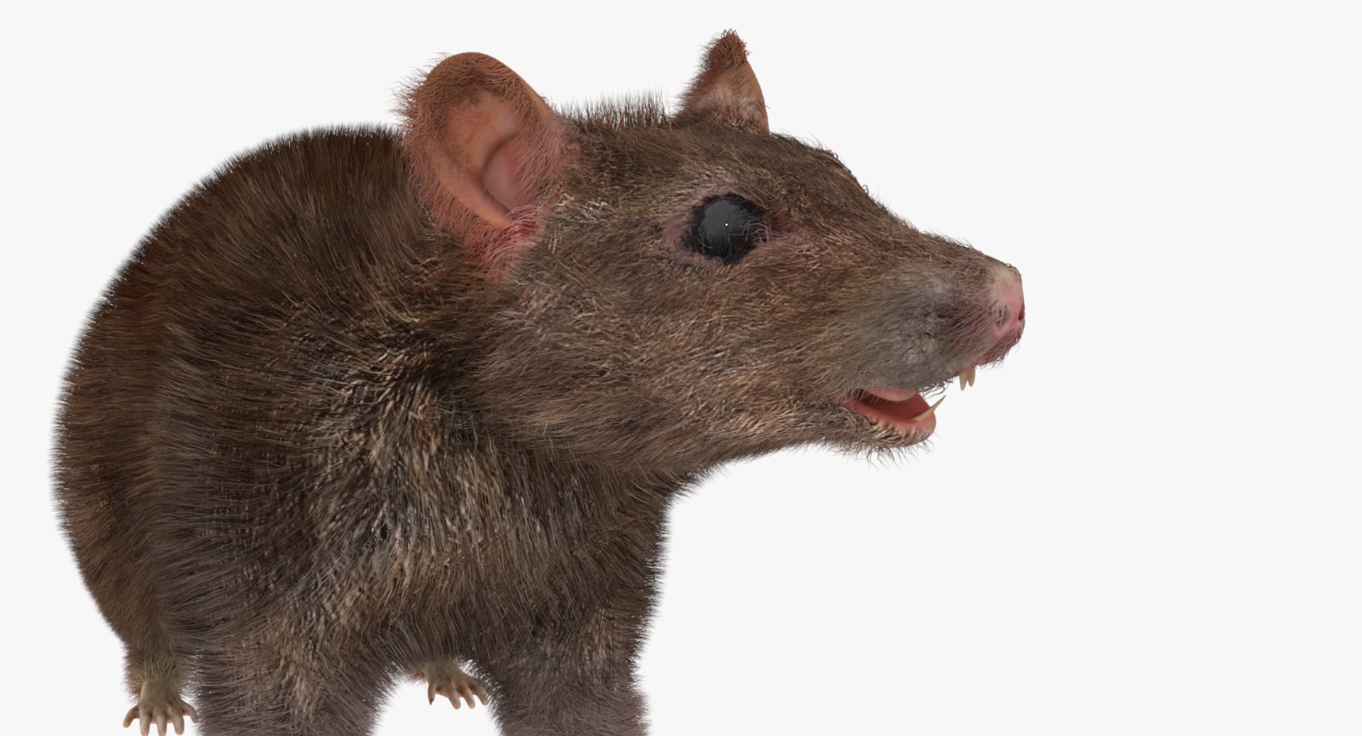 3D Real Rat Rigged Realistic - TurboSquid 1384736
