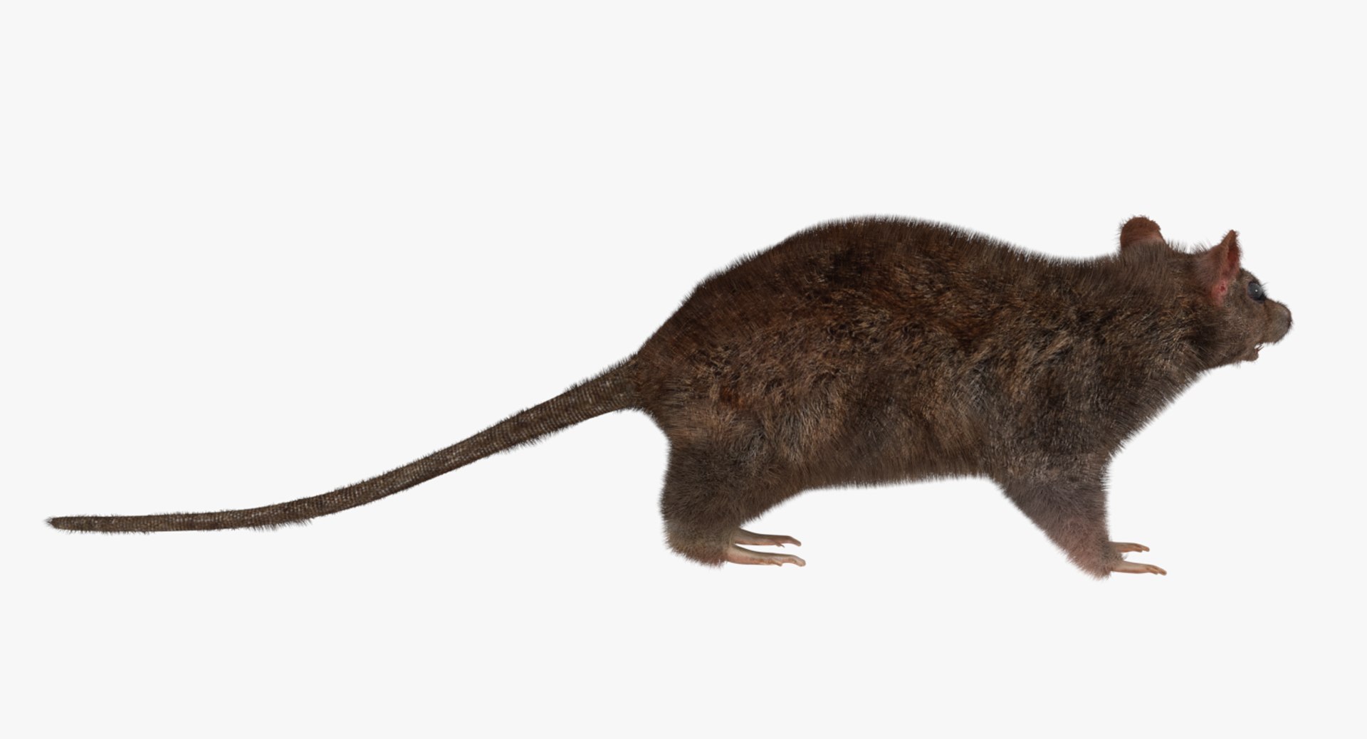 3D Real Rat Rigged Realistic - TurboSquid 1384736