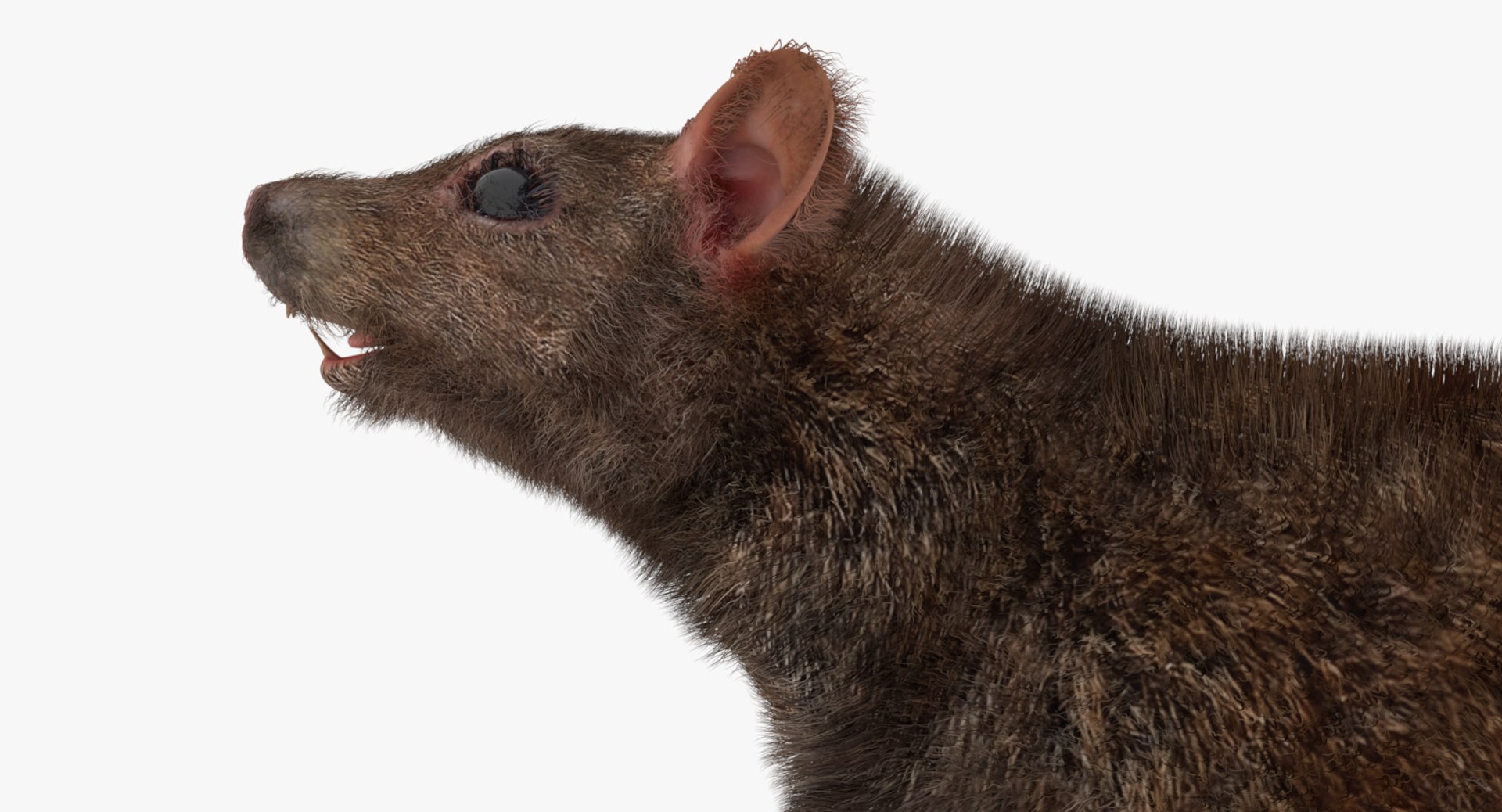 3D Real Rat Rigged Realistic - TurboSquid 1384736