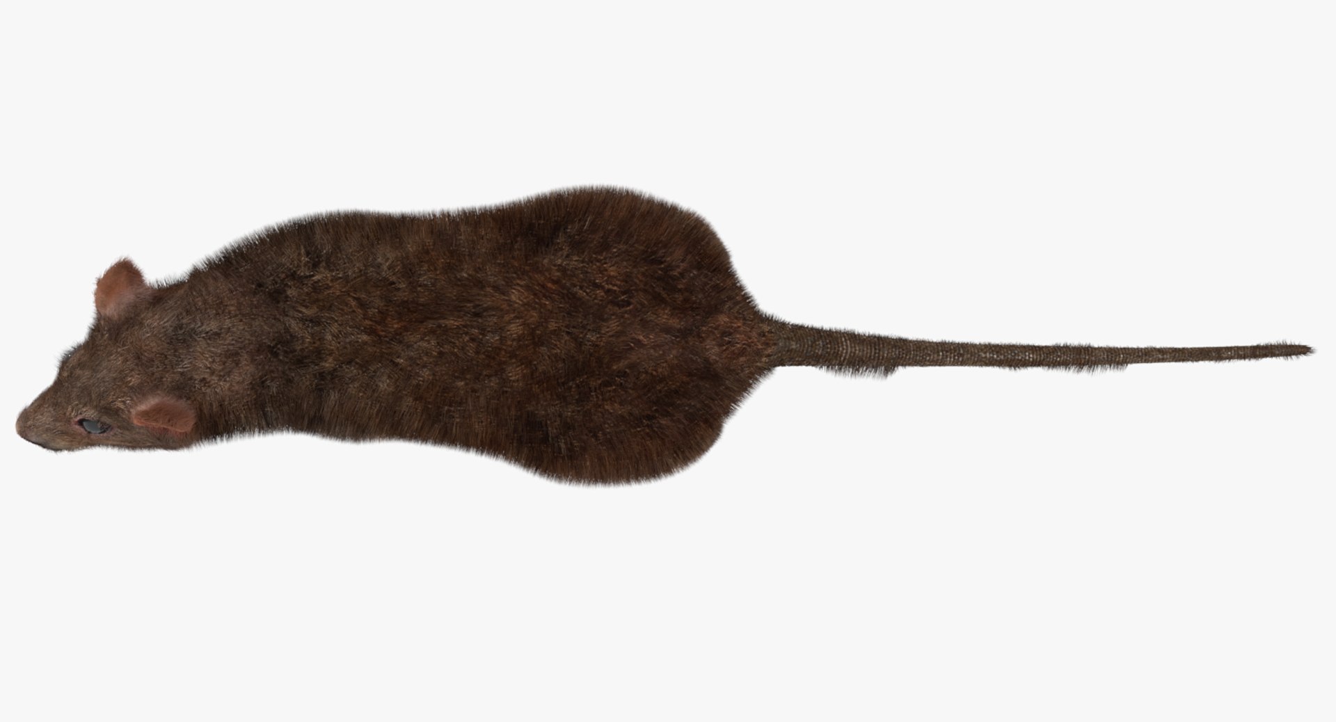 3D Real Rat Rigged Realistic - TurboSquid 1384736