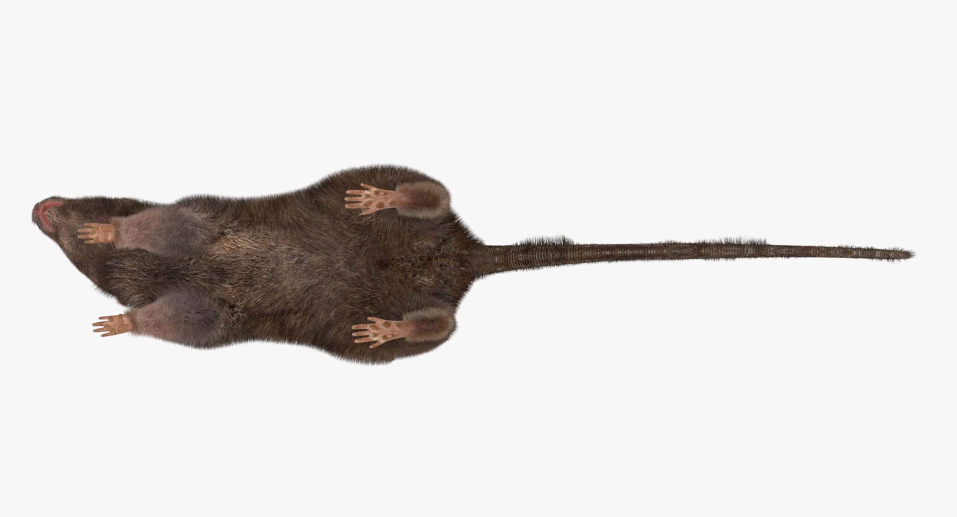 3D Real Rat Rigged Realistic - TurboSquid 1384736