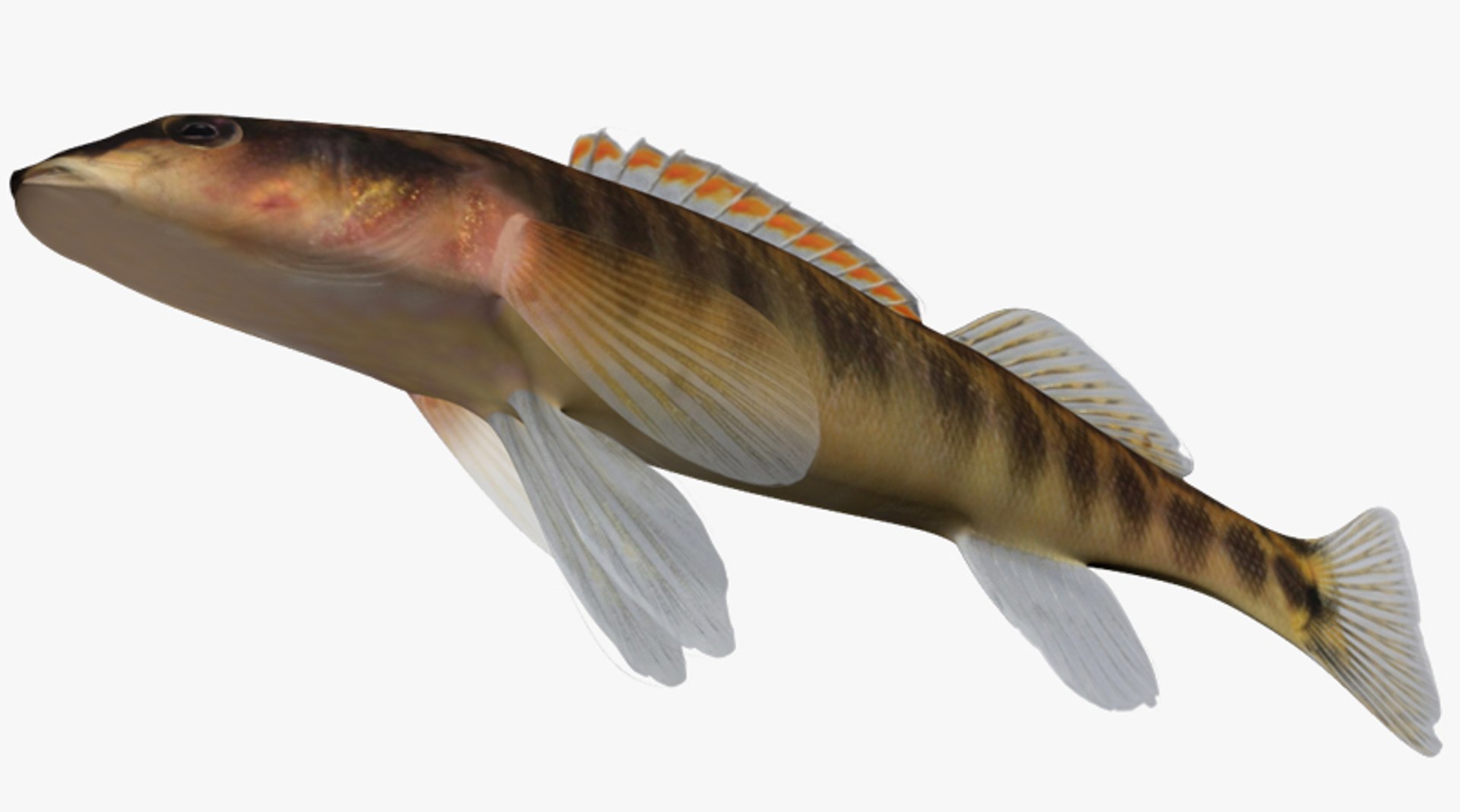 3d Model Percina Nasuta Longnose Darter