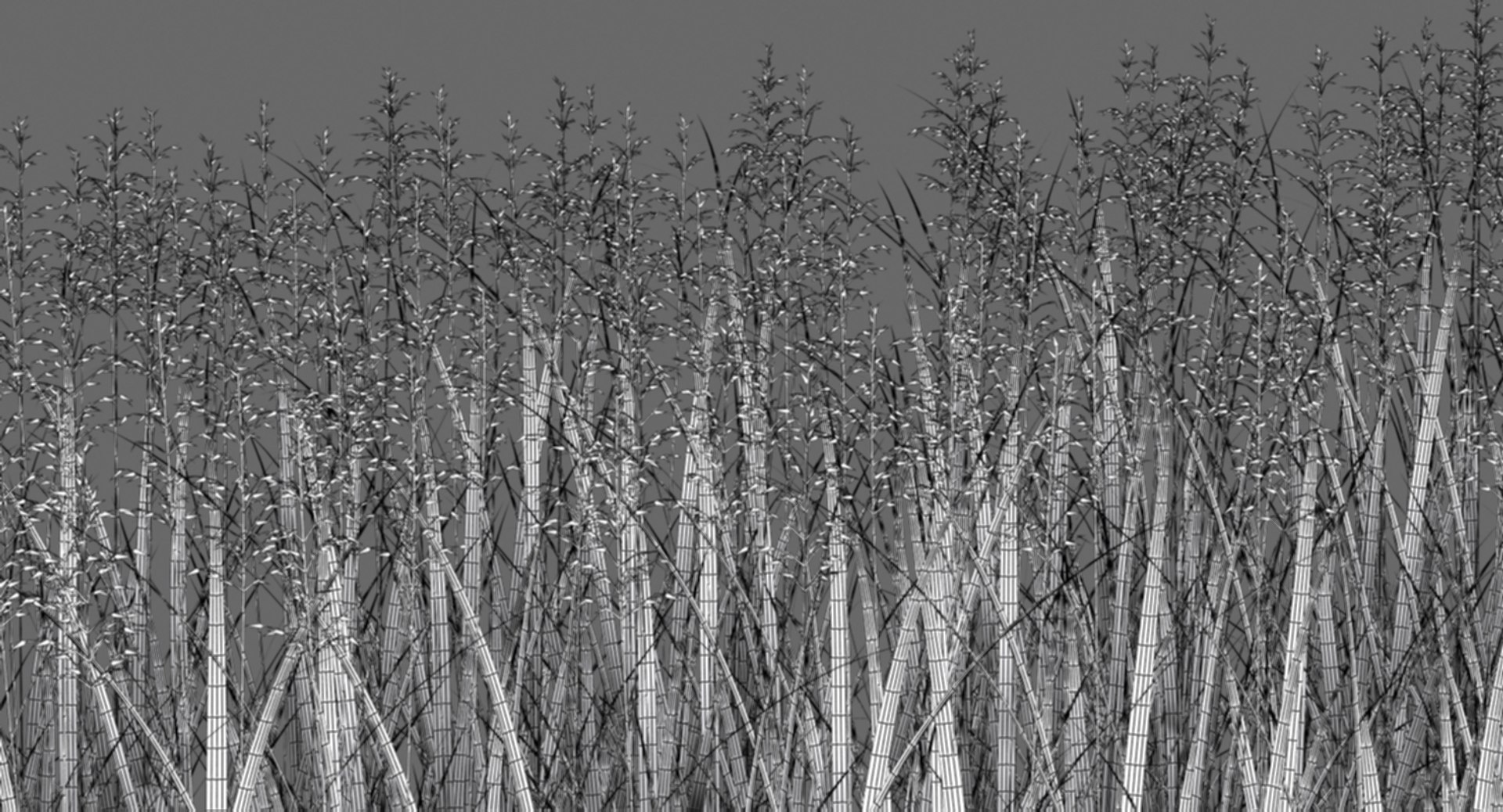 3d Model Zizania Grass