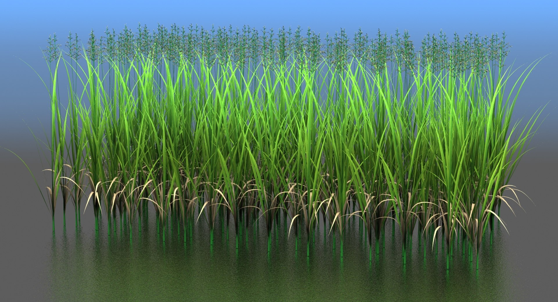 3d Model Zizania Grass