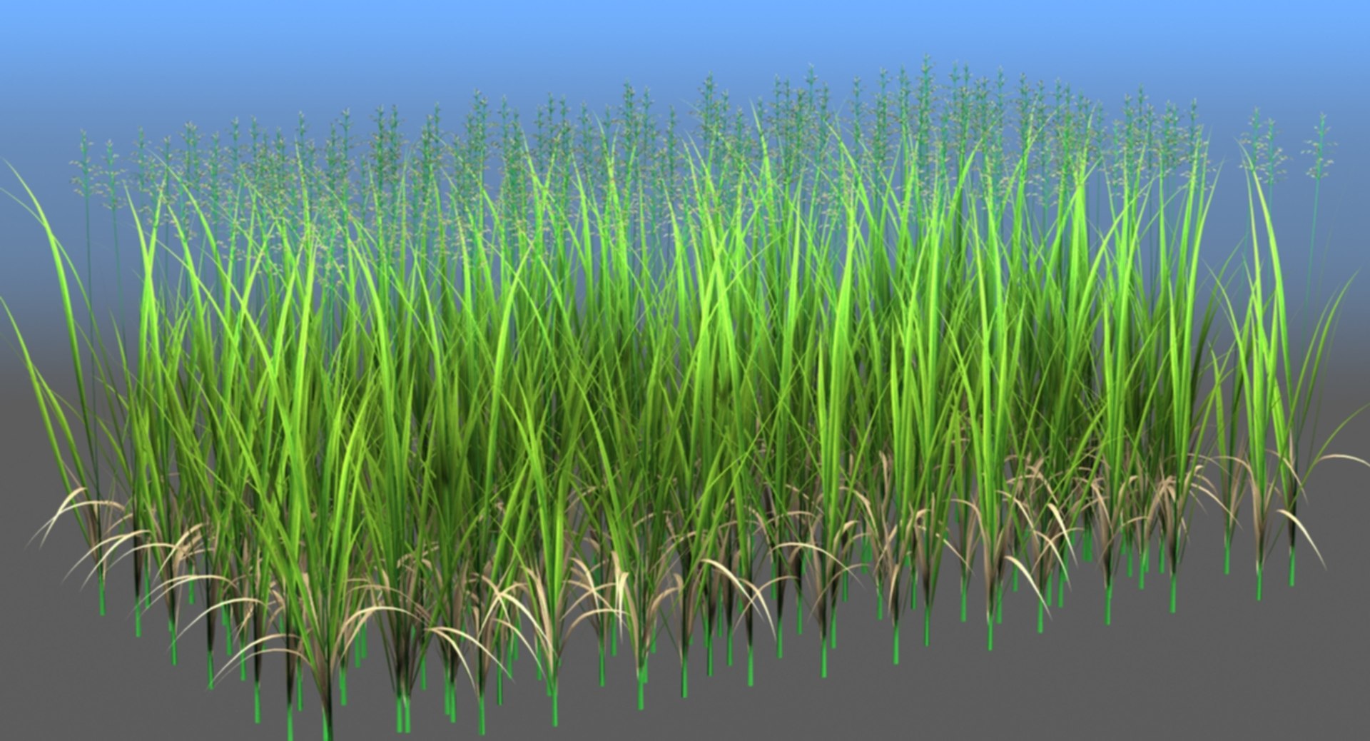 3d Model Zizania Grass
