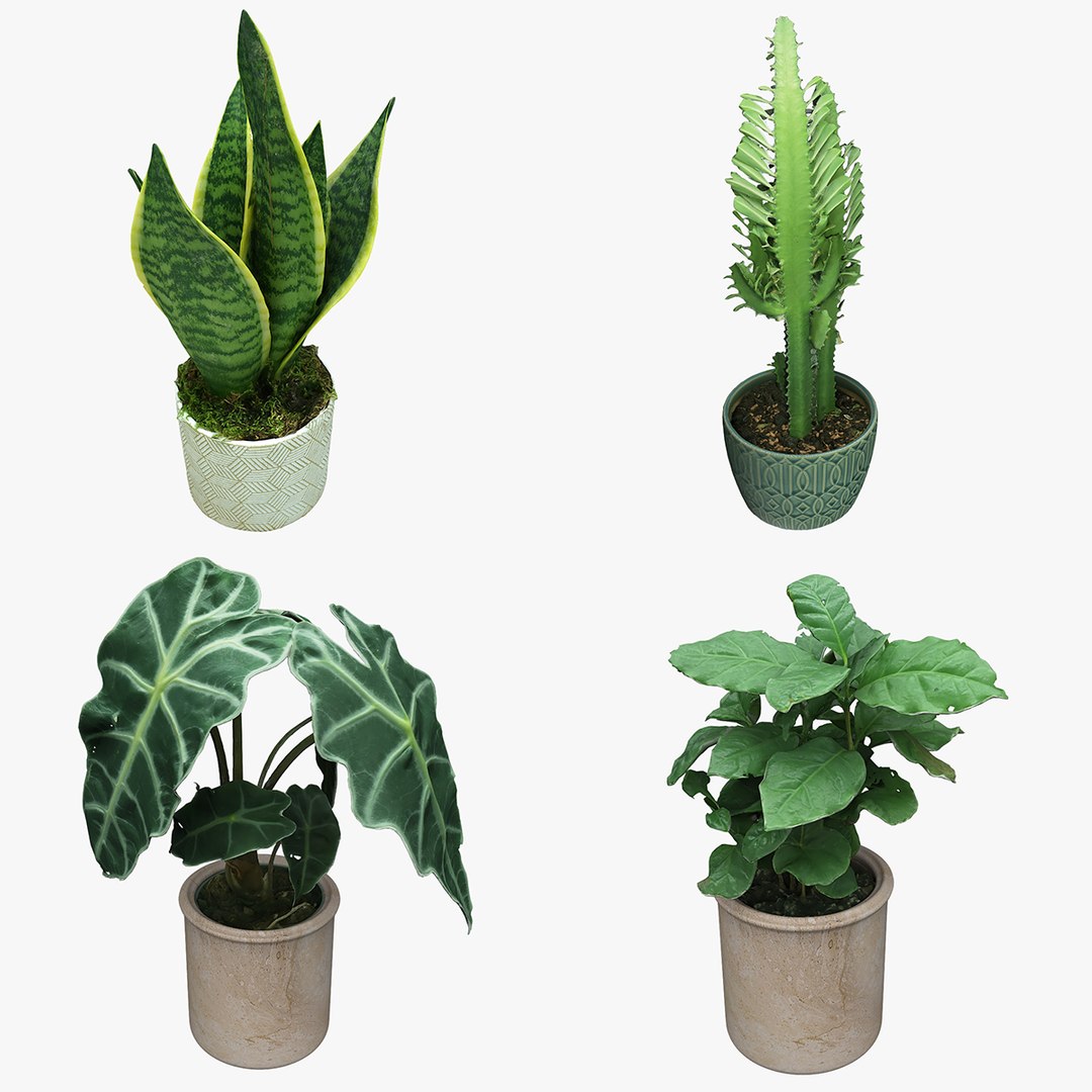 Plant Deco Collection 03 3D model - TurboSquid 2154719