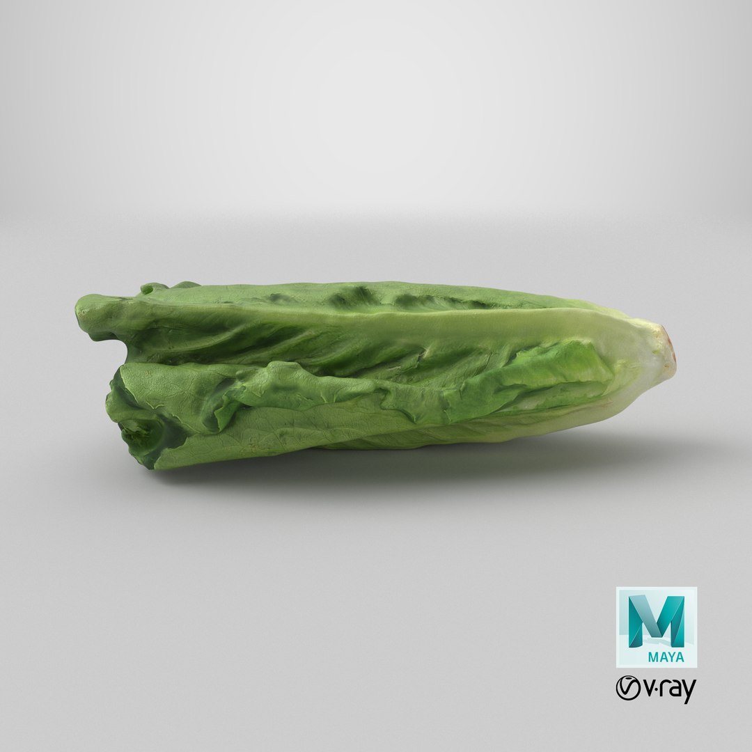3D Romaine Lettuce 01 - TurboSquid 2389877