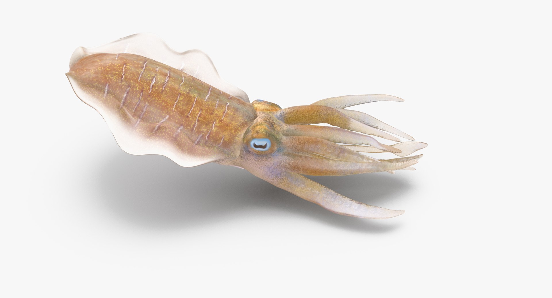 3d Squid Rigged - Model