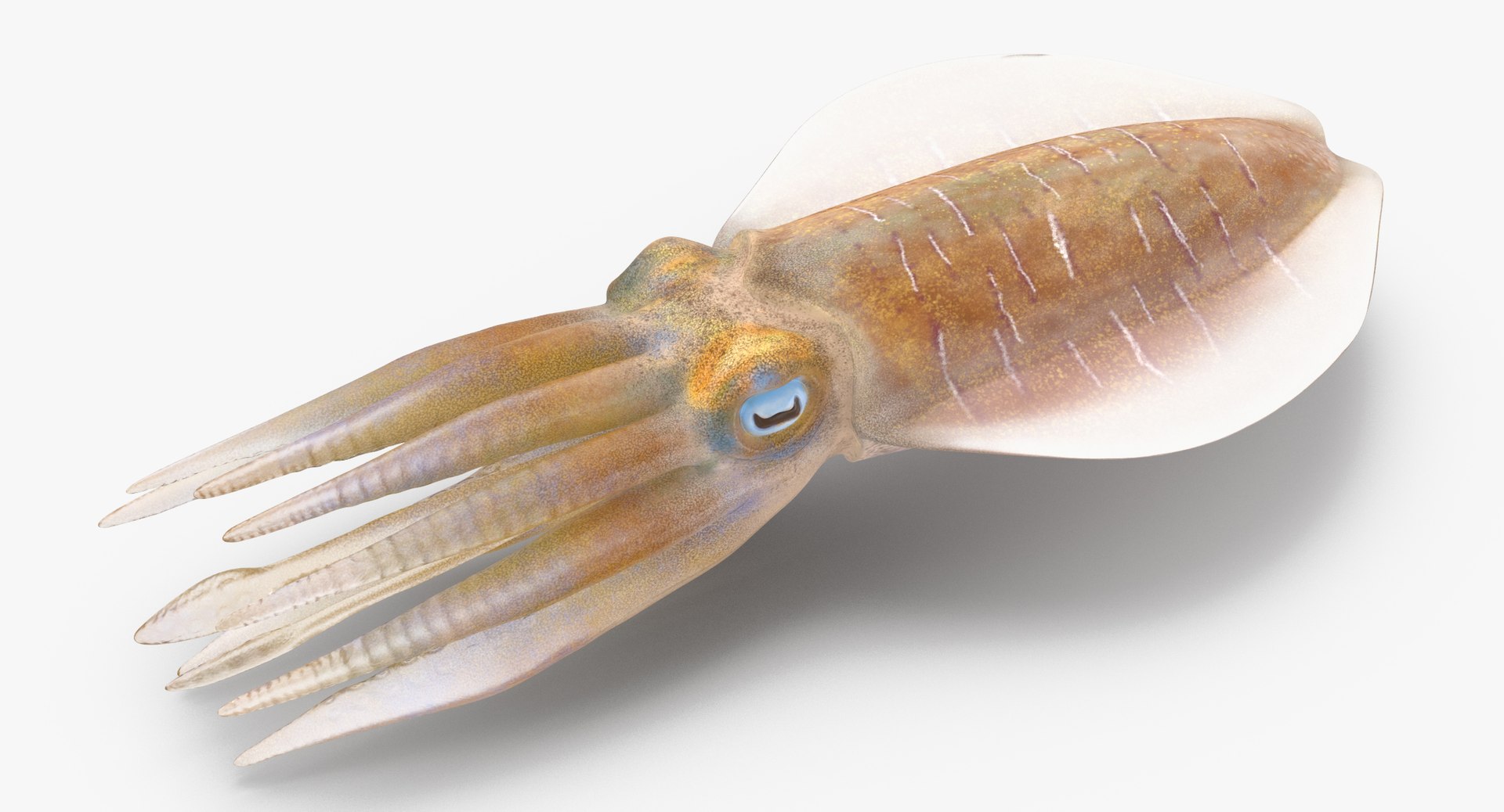 3d squid rigged - model