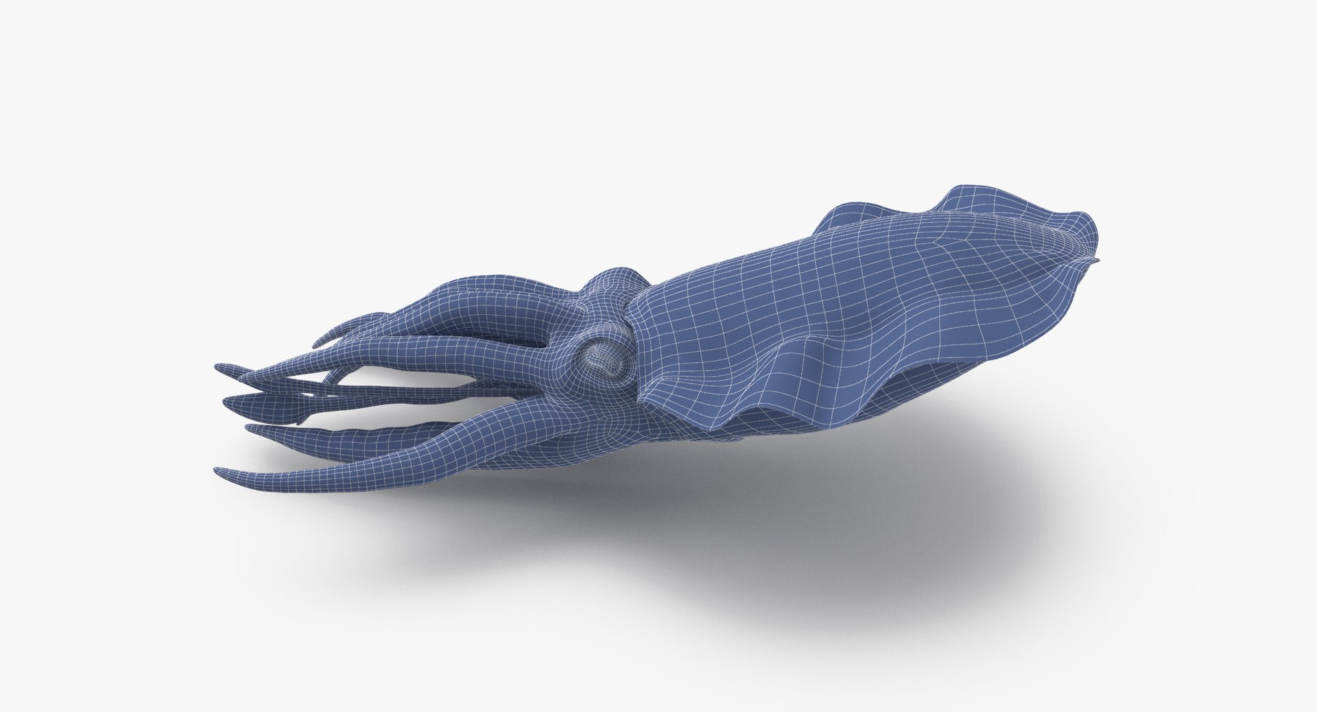 3d squid rigged - model