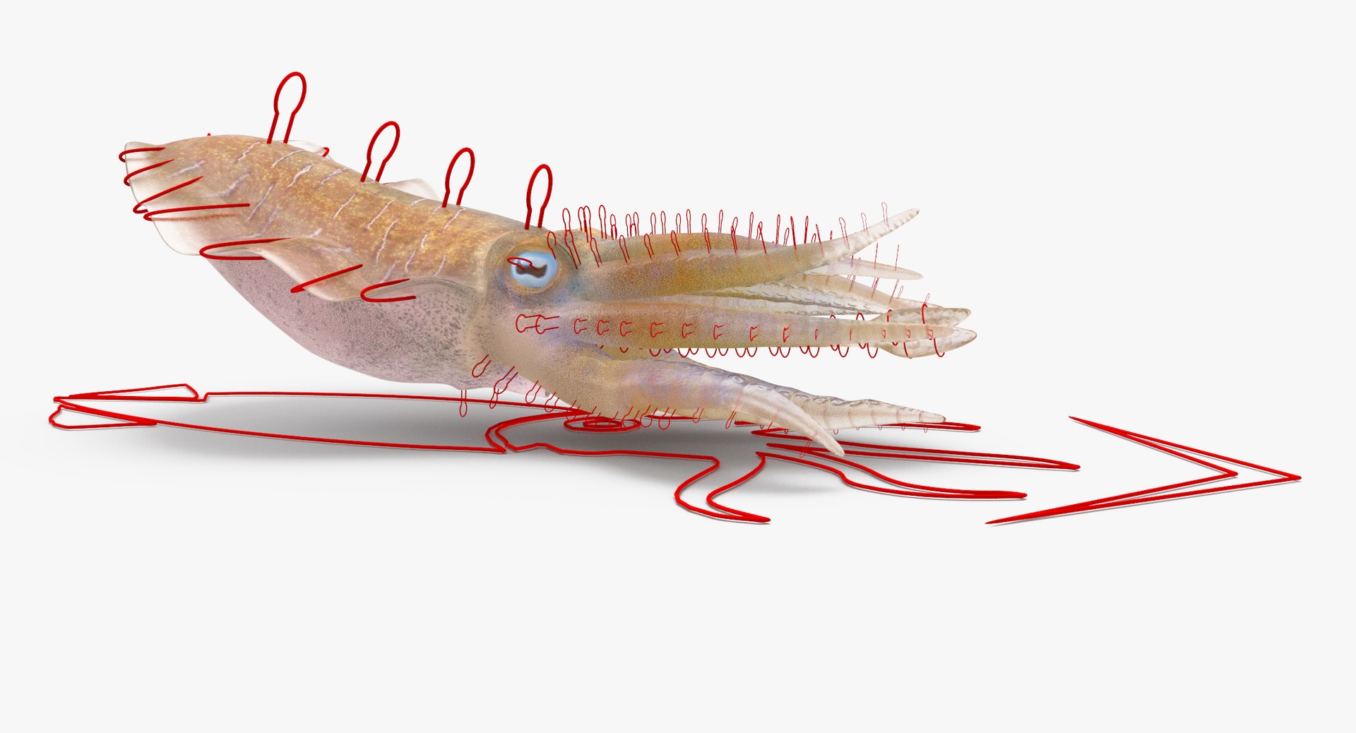 3d squid rigged - model