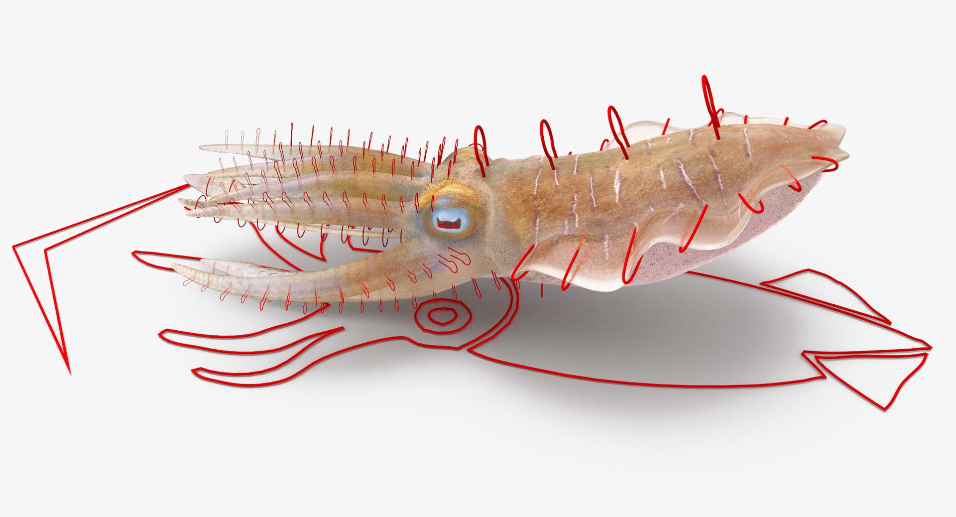 3d squid rigged - model