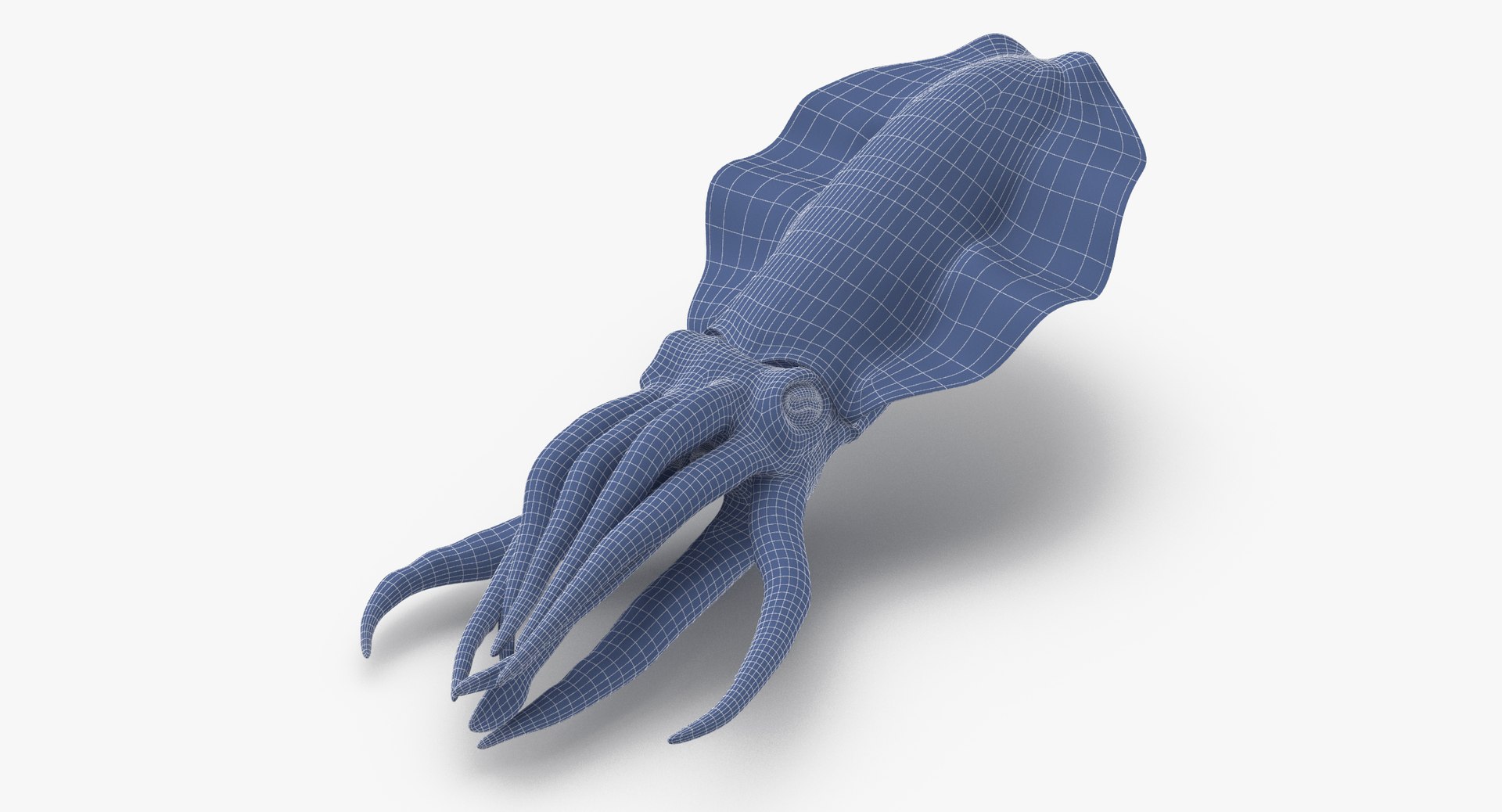 3d squid rigged - model