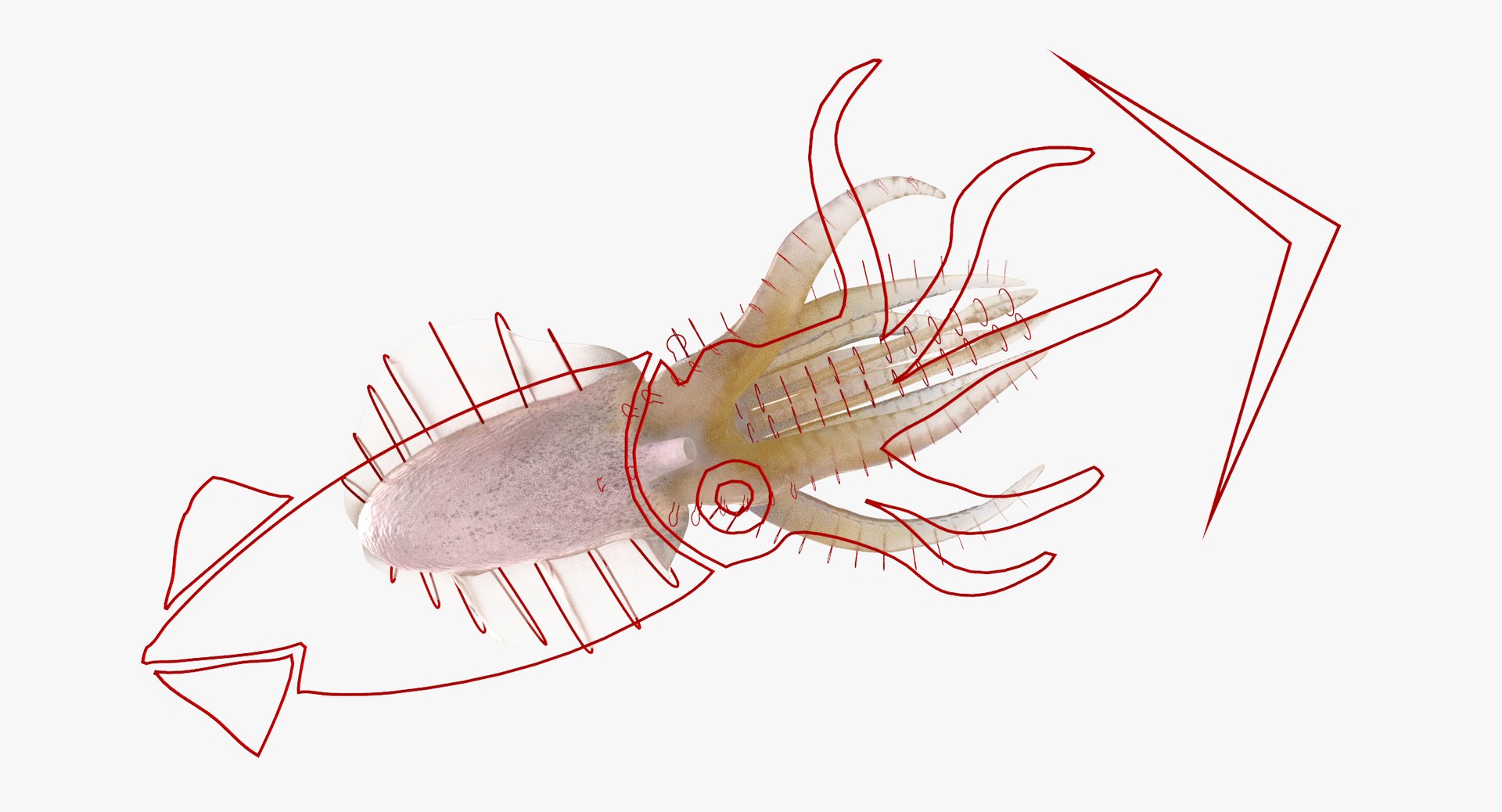 3d squid rigged - model