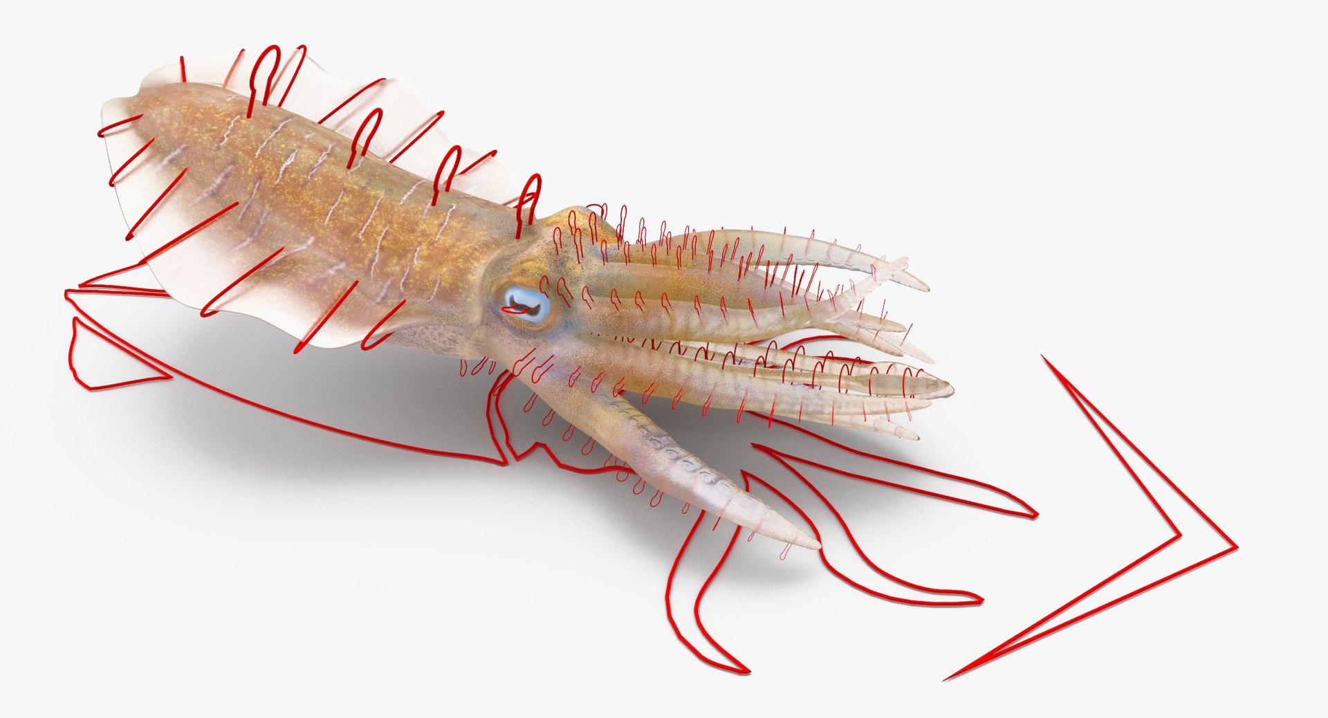 3d squid rigged - model